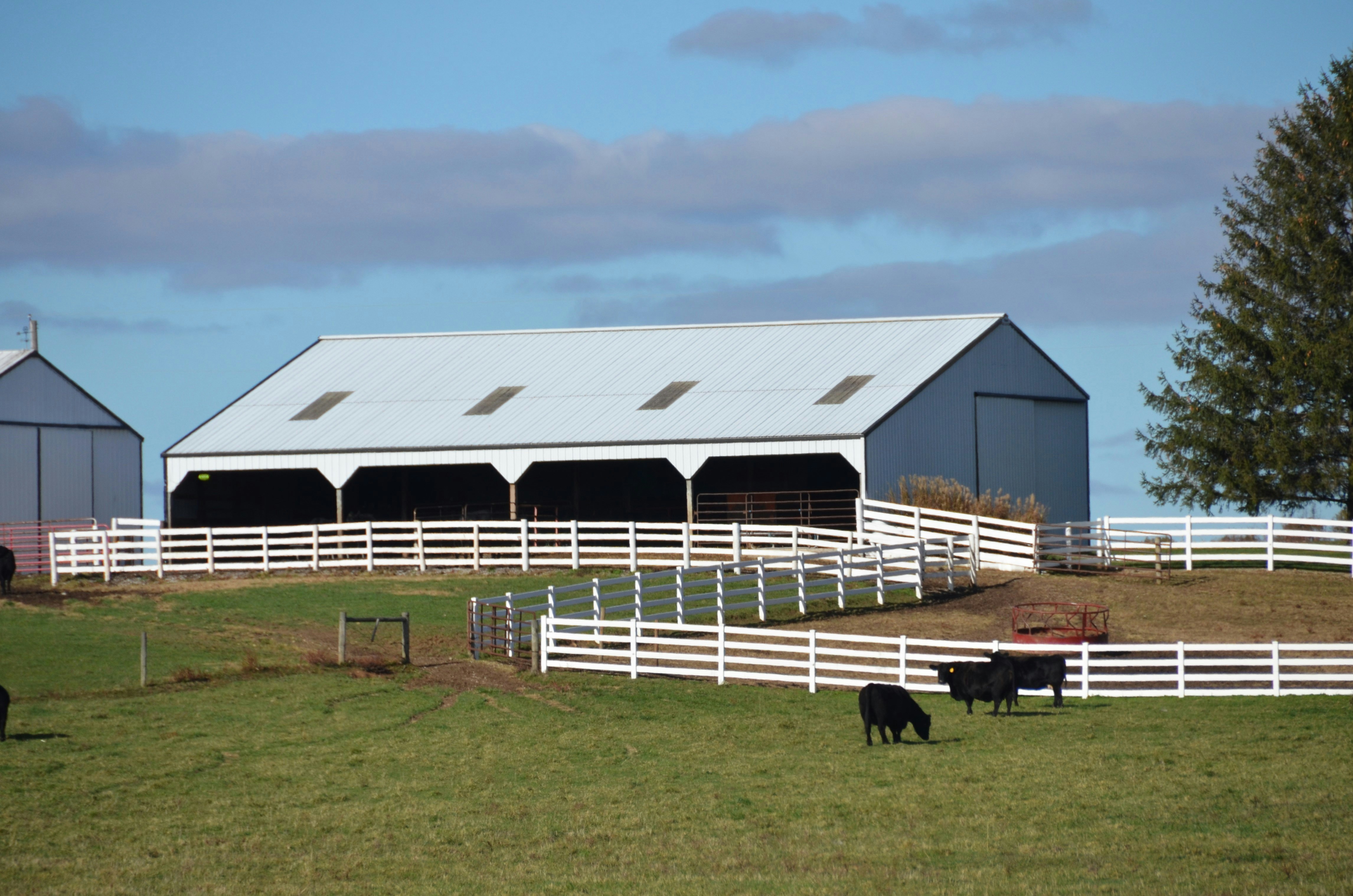 Horizon of Fences and Cattle: The White-Barn Farmscape
