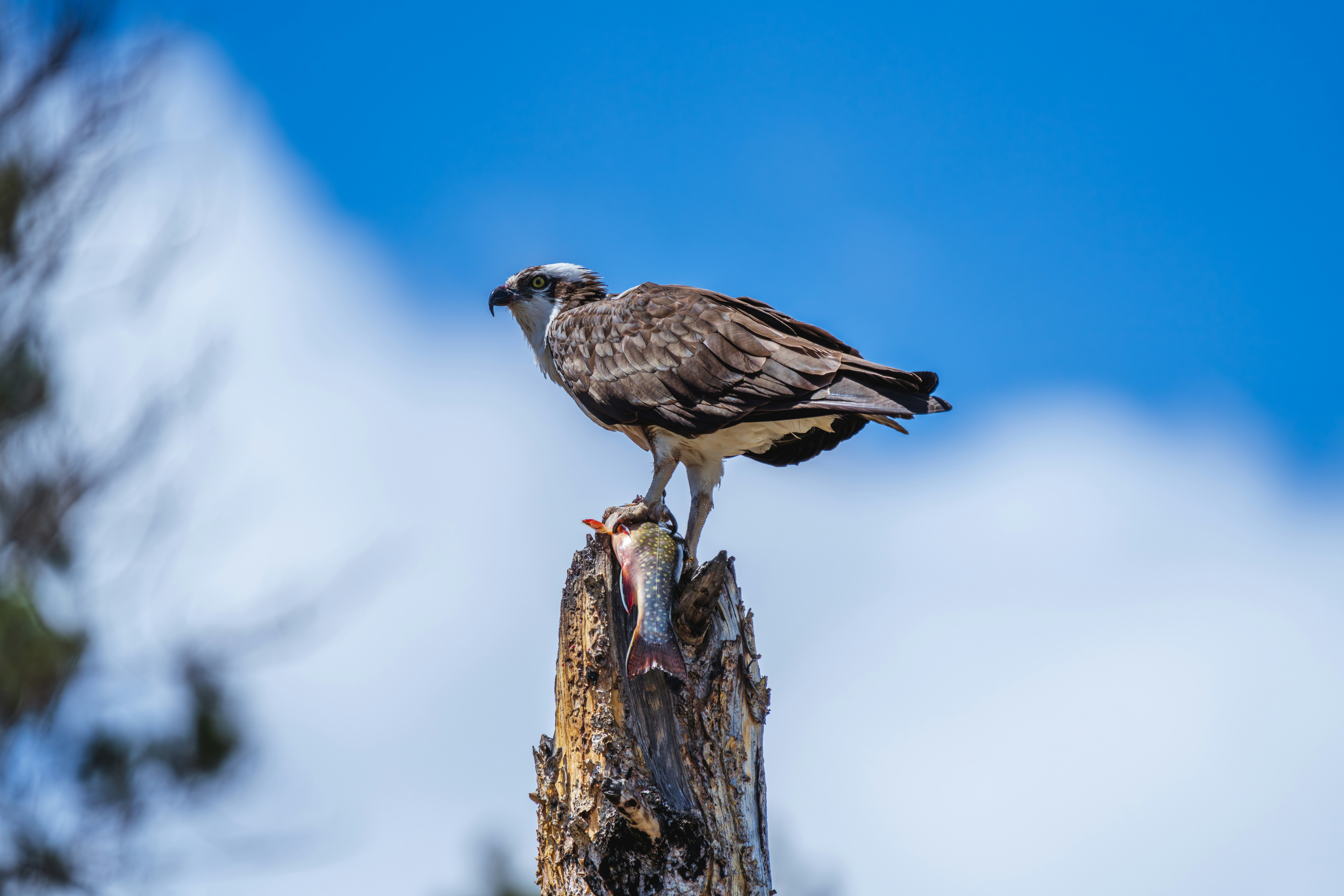 Raptor on a Weathered Post: A Fish-Filled Moment Under a Cerulean Sky