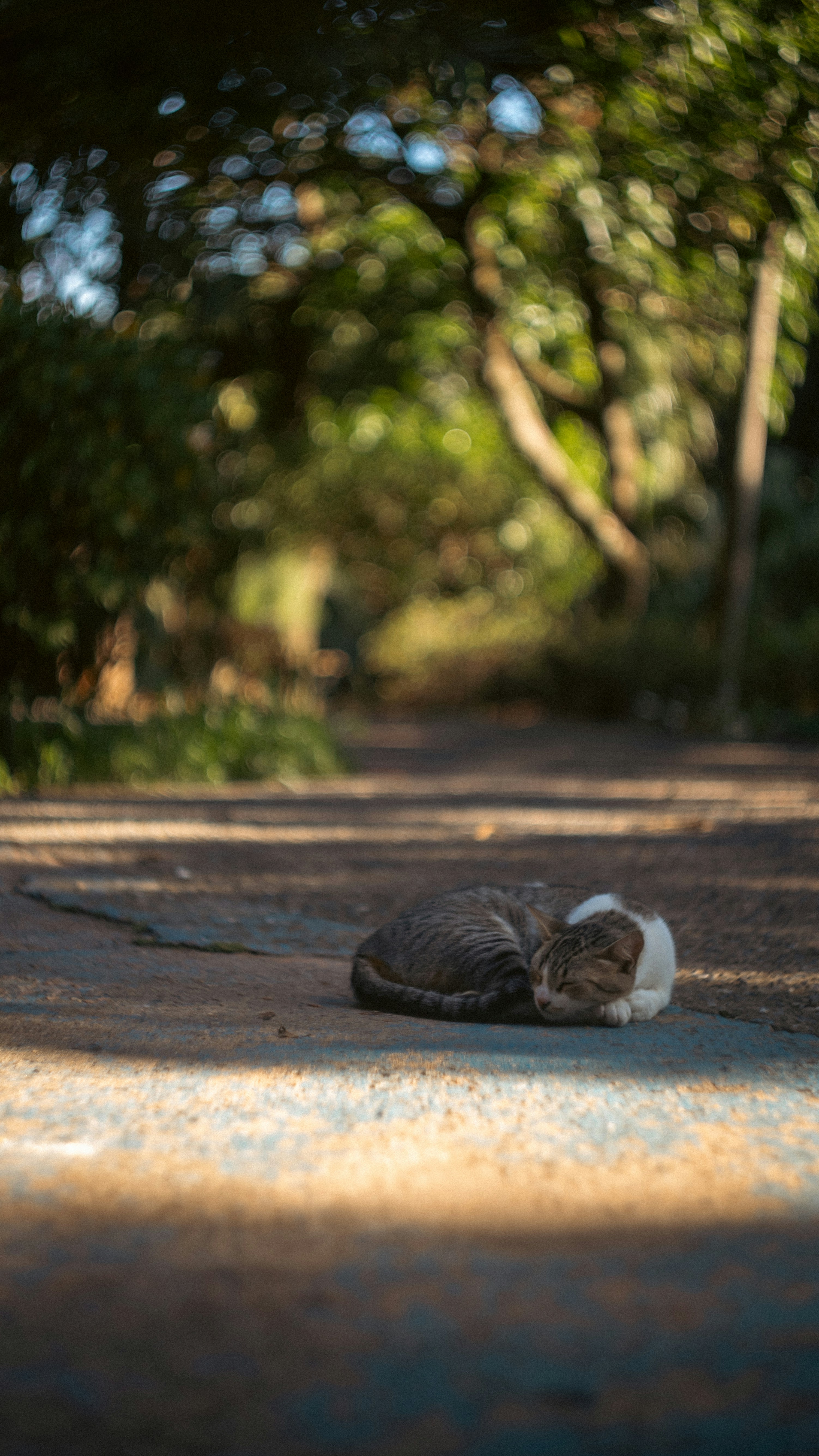 Sample photo from Canon EOS R8