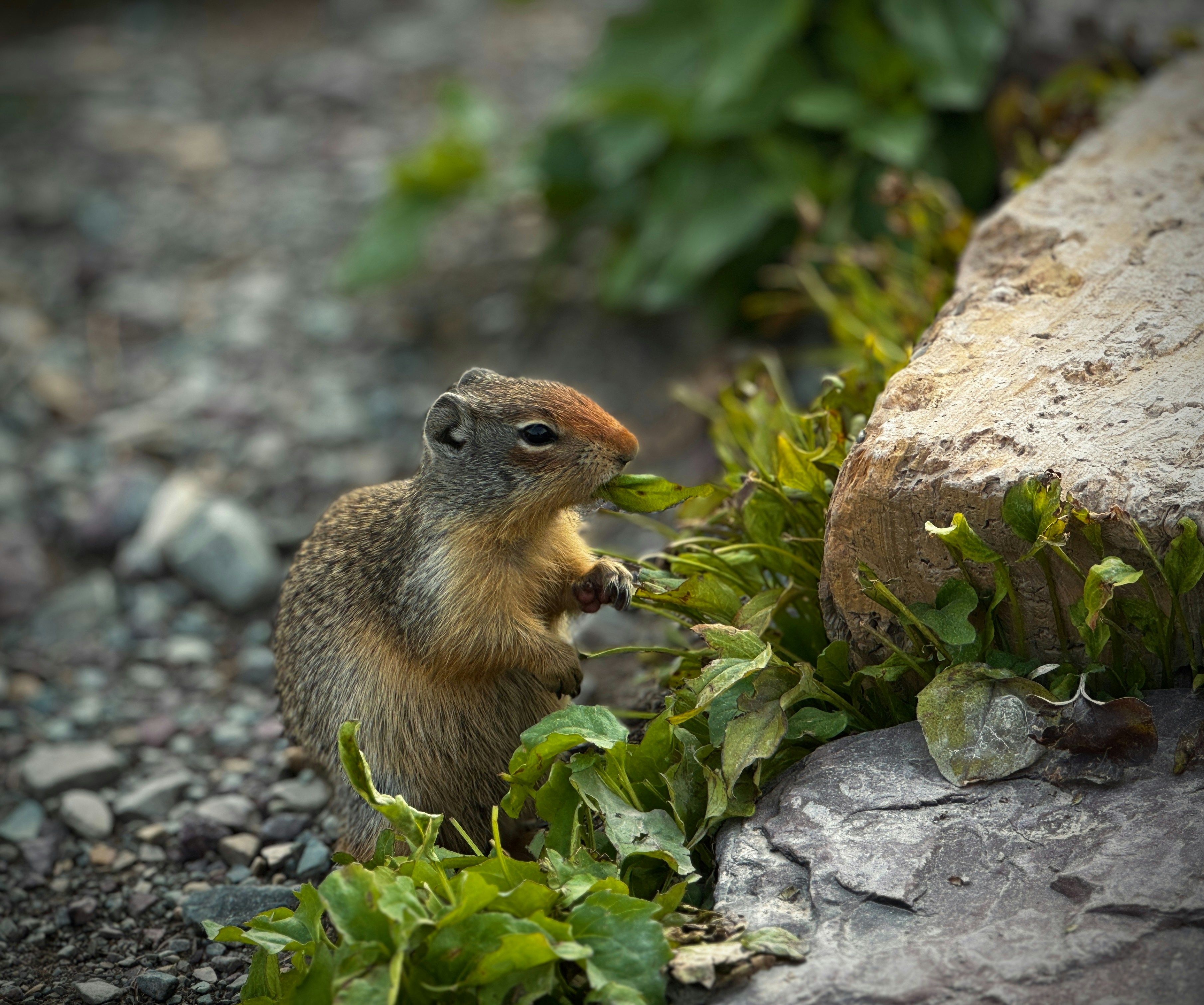 Pebble-tined Forager: A Ground Squirrel at the Edge of a Rock Garden