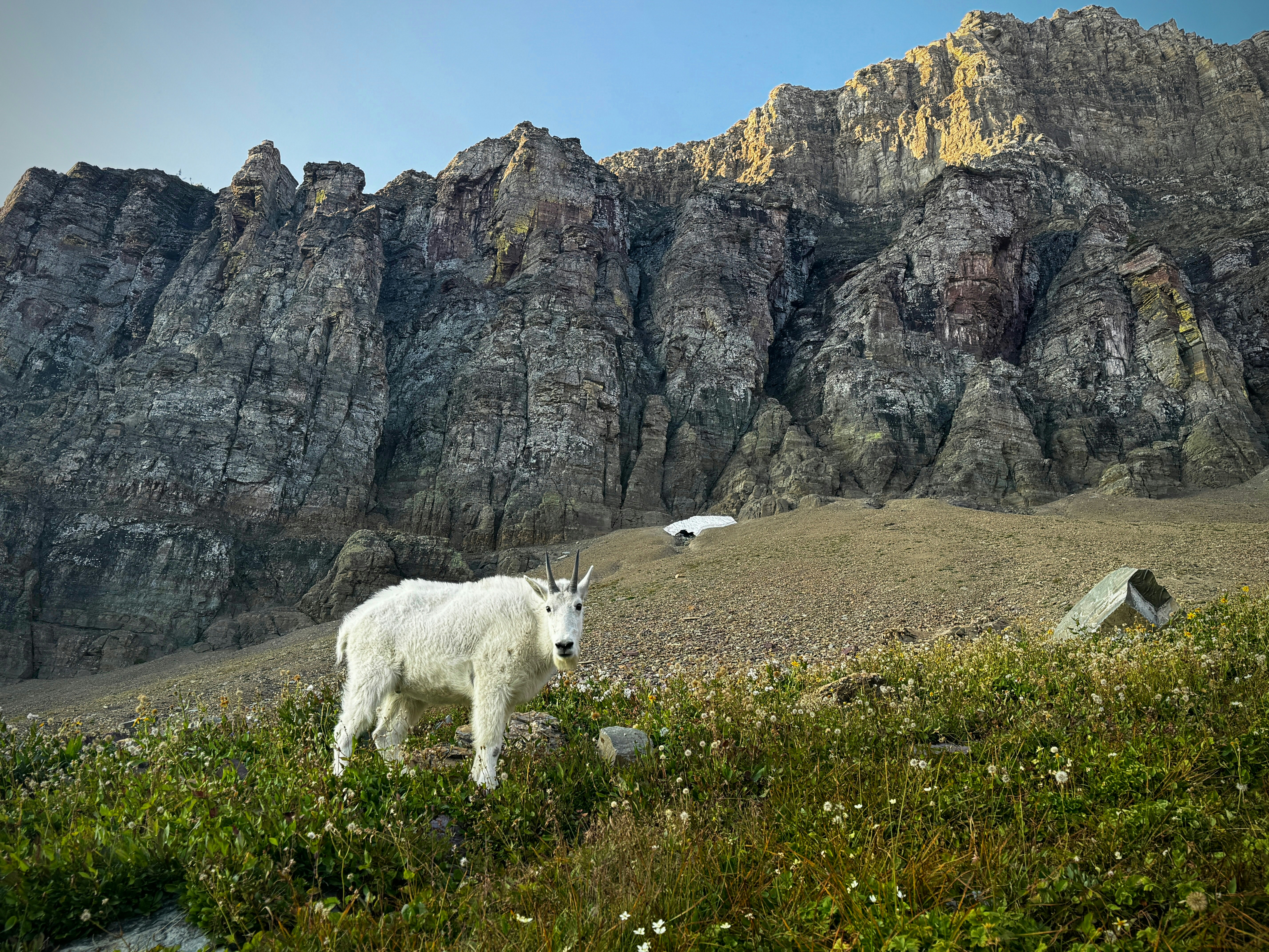 White Goat on a Grassy Ledge Beneath Towering Cliff Faces