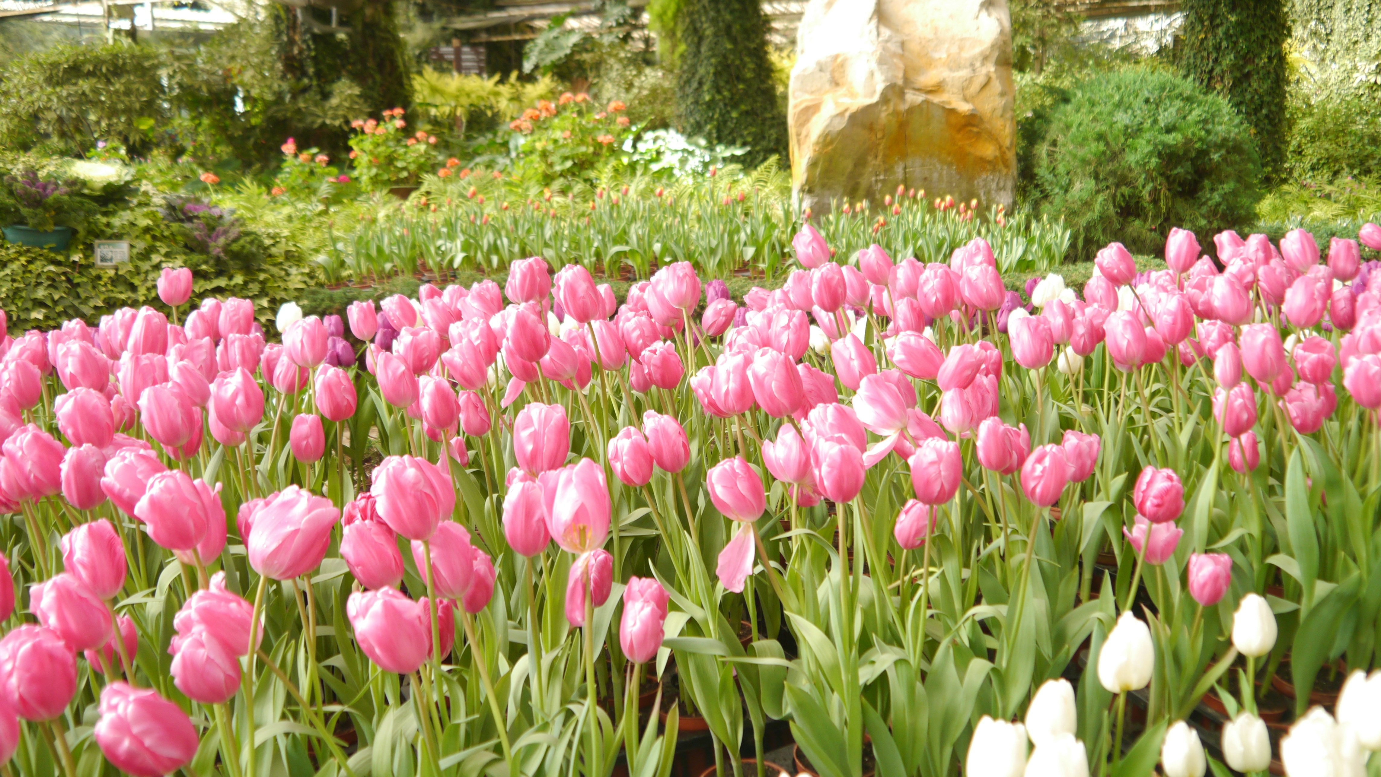 Vibrant pink tulips in full bloom under soft natural light, surrounded by lush greenery.