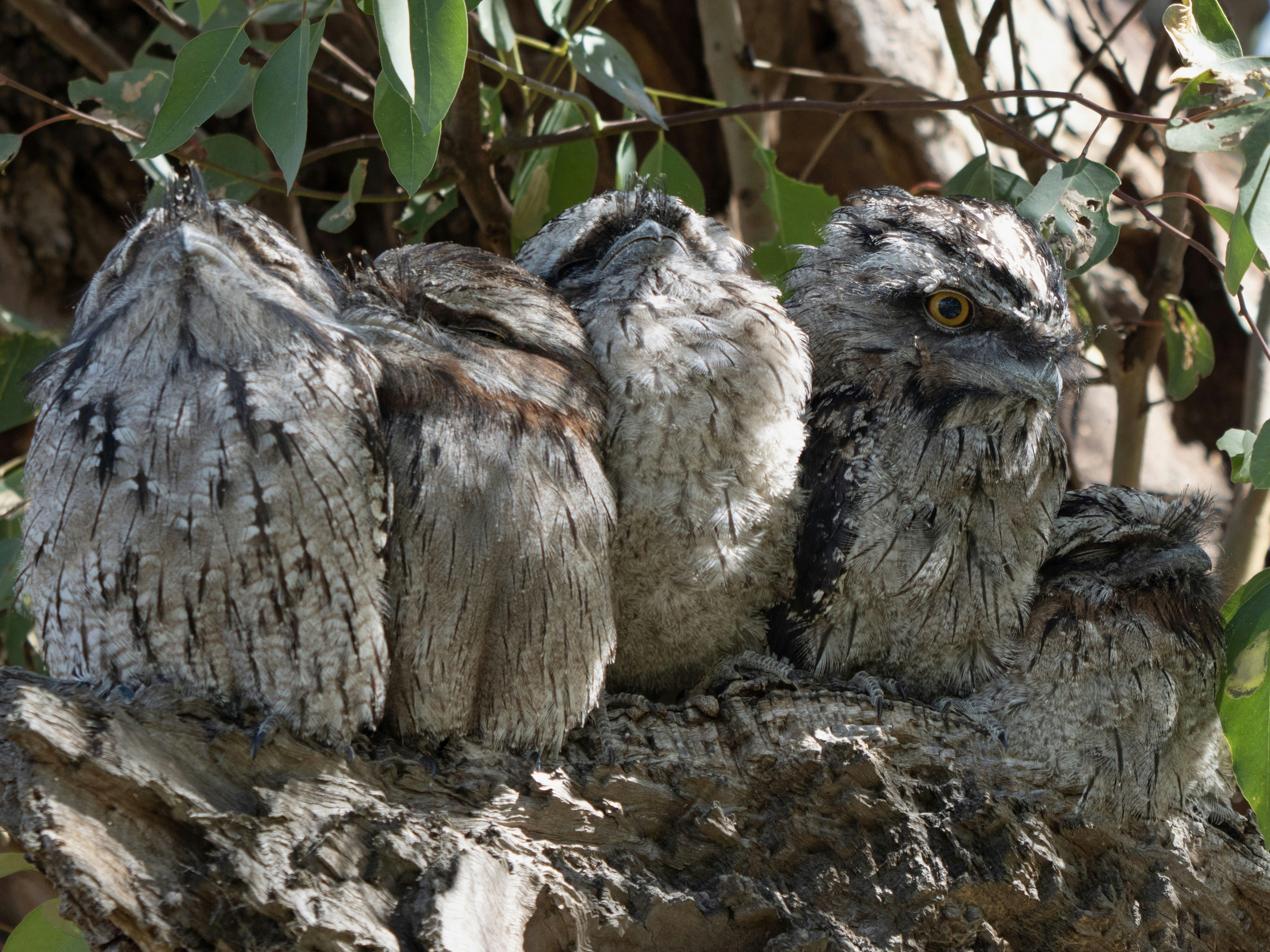 Grey Owllet Trio on a Weathered Rock Nook