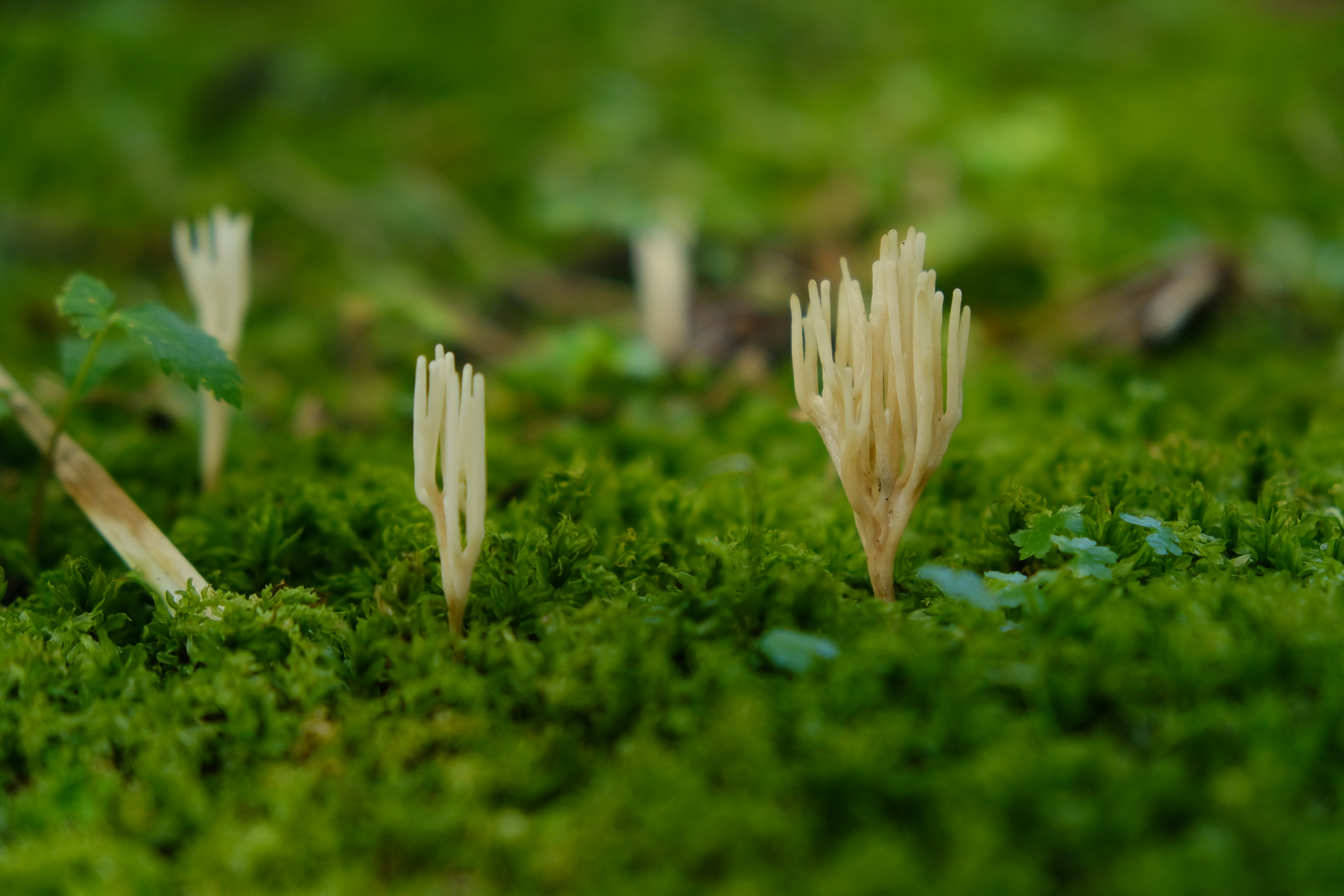 Coral fungi