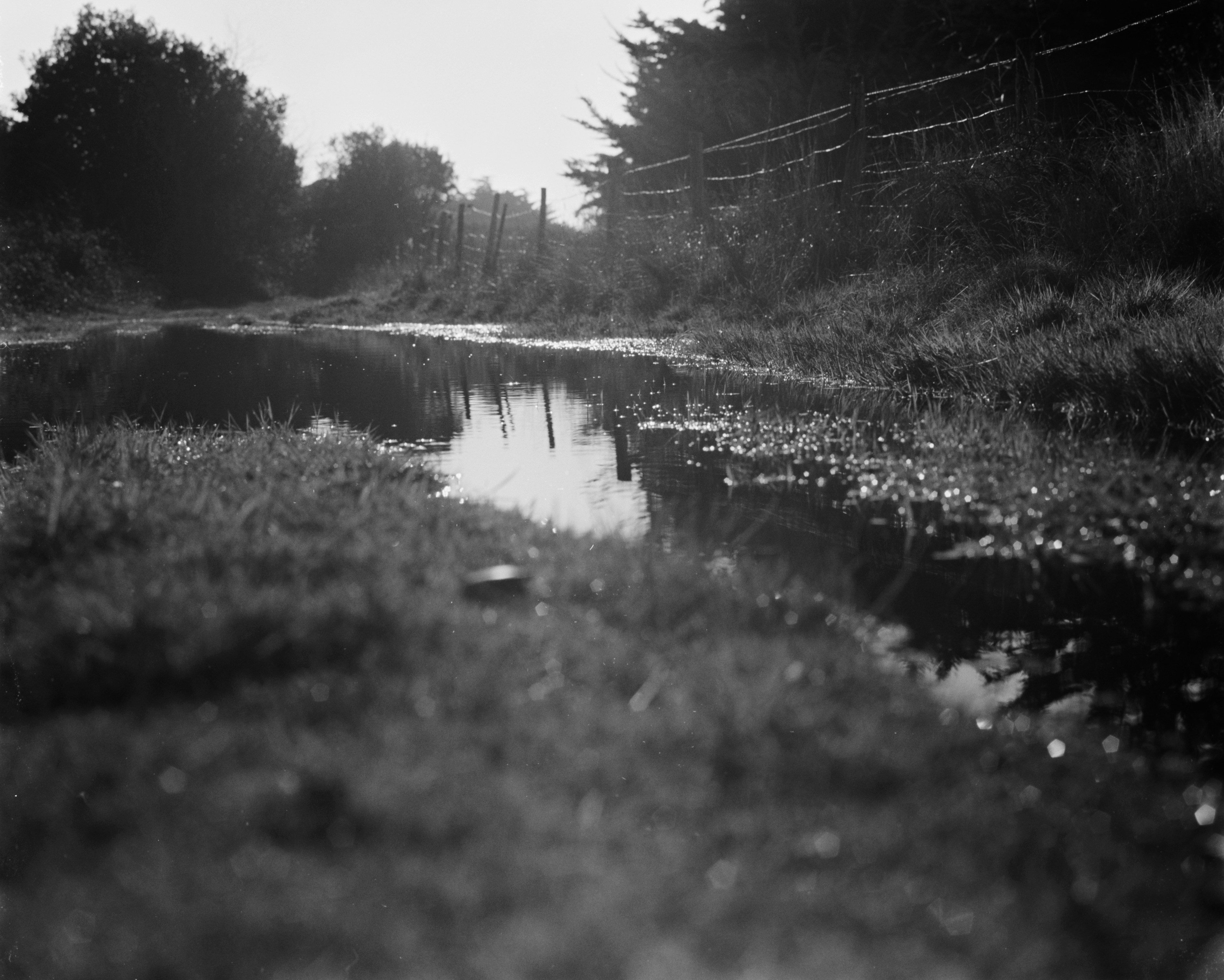 Quiet Canal Edge: Morning Light on Wet Grass
