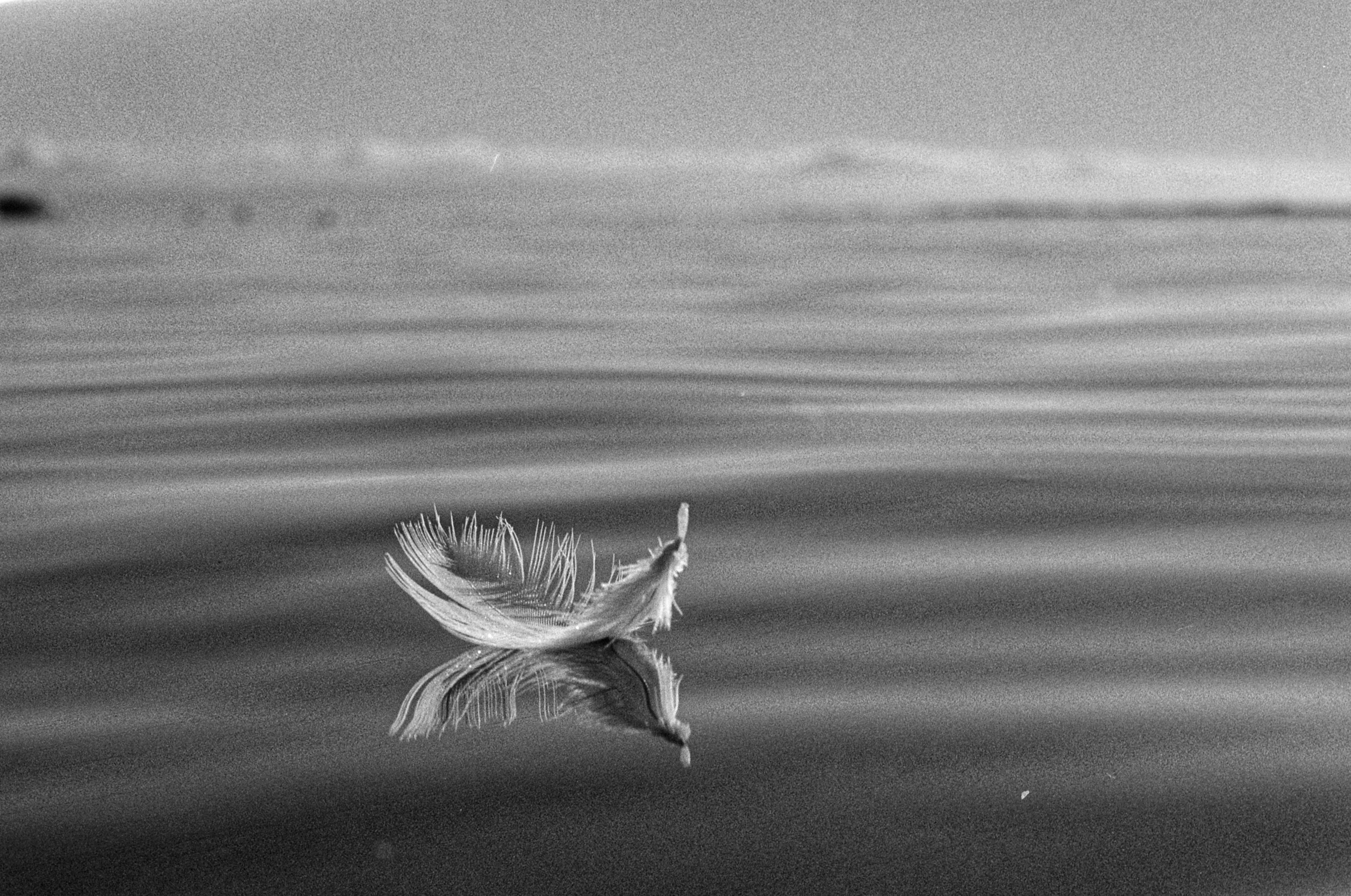 Feather on a Quiet Mirror: A Solitary Reflection