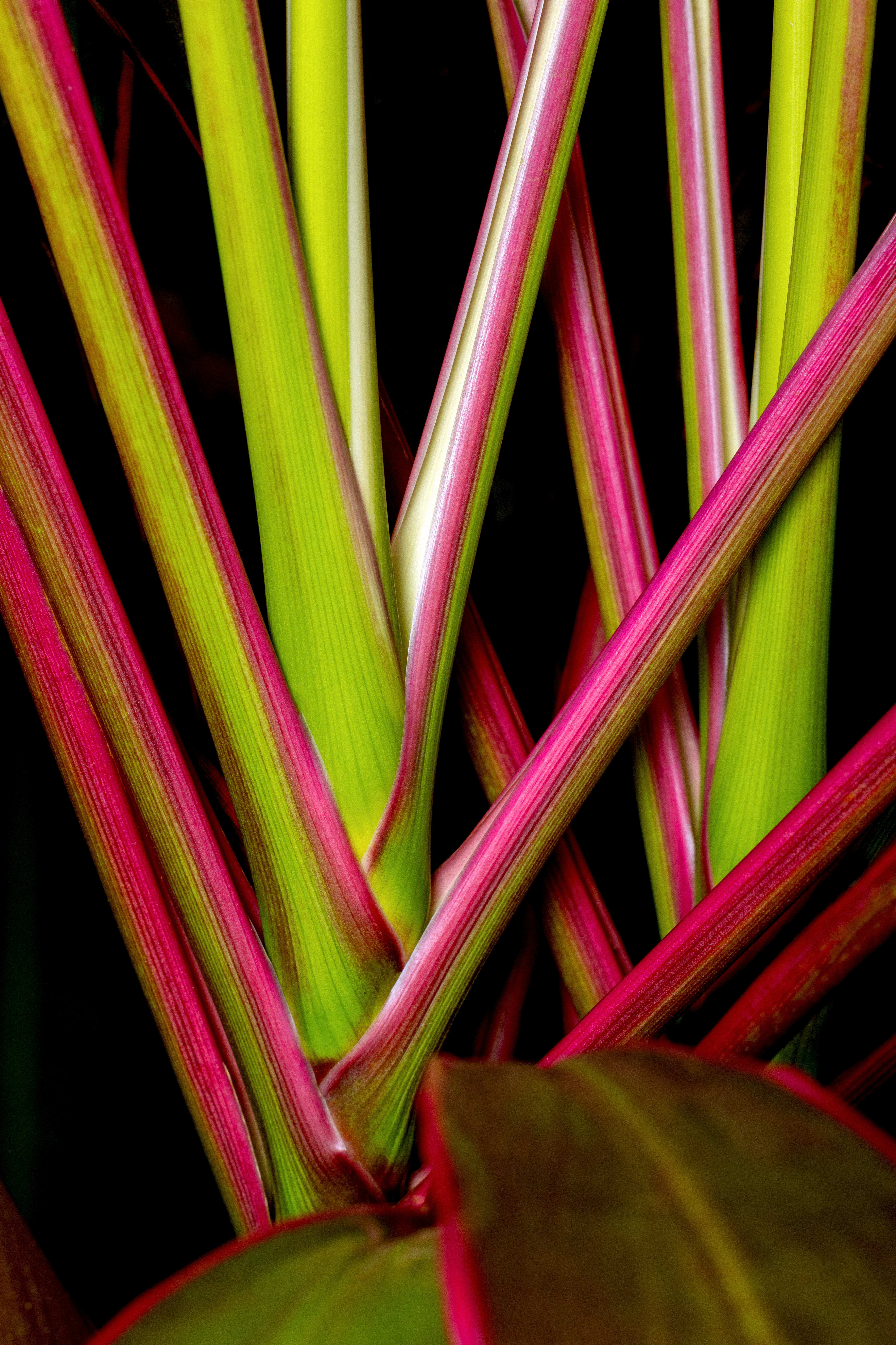 Intricate arrangement of colorful plant stems showcasing vivid greens and pinks against a dark background.