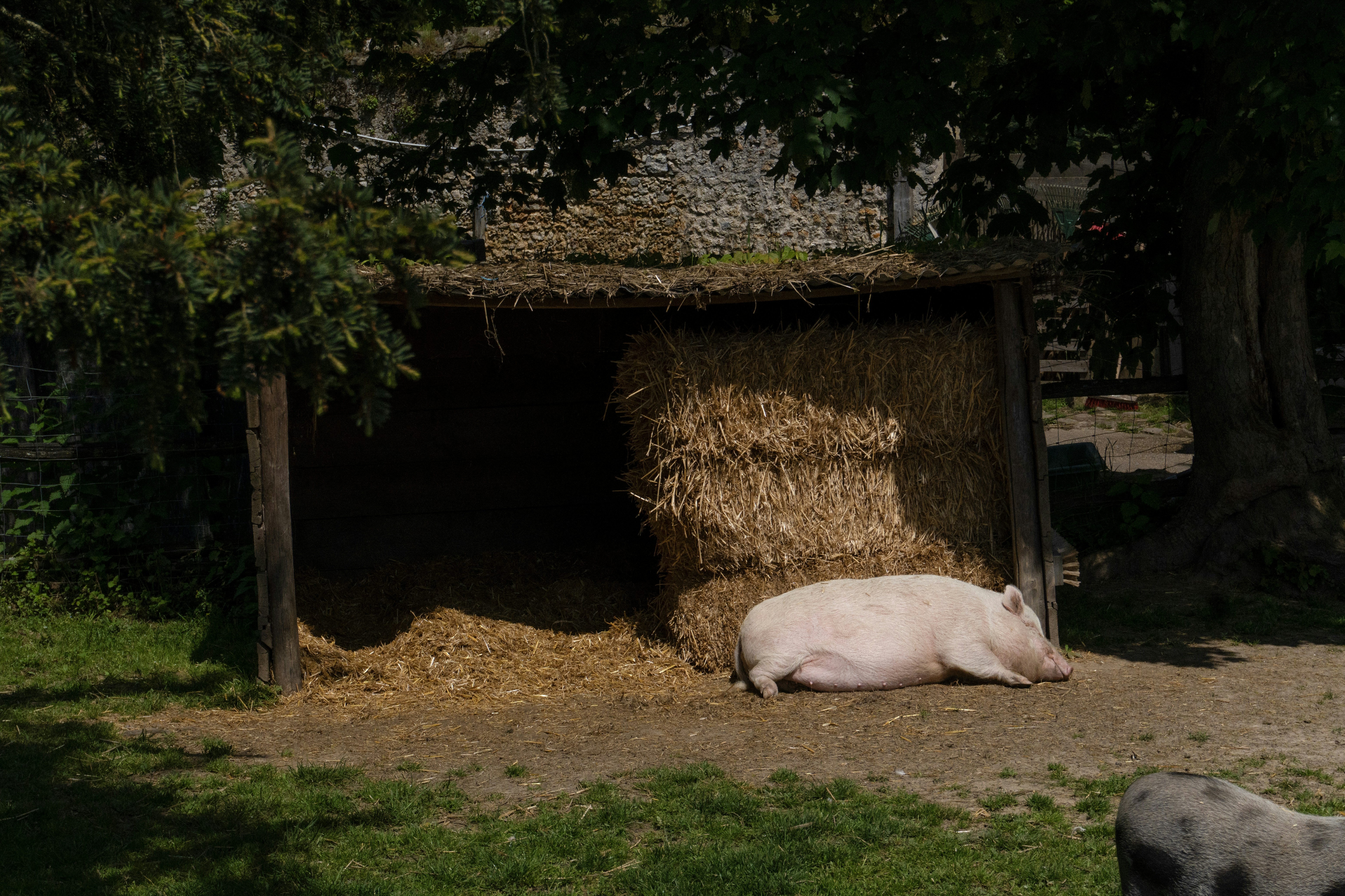 Hidden Pig Pictures | Download Free Images on Unsplash