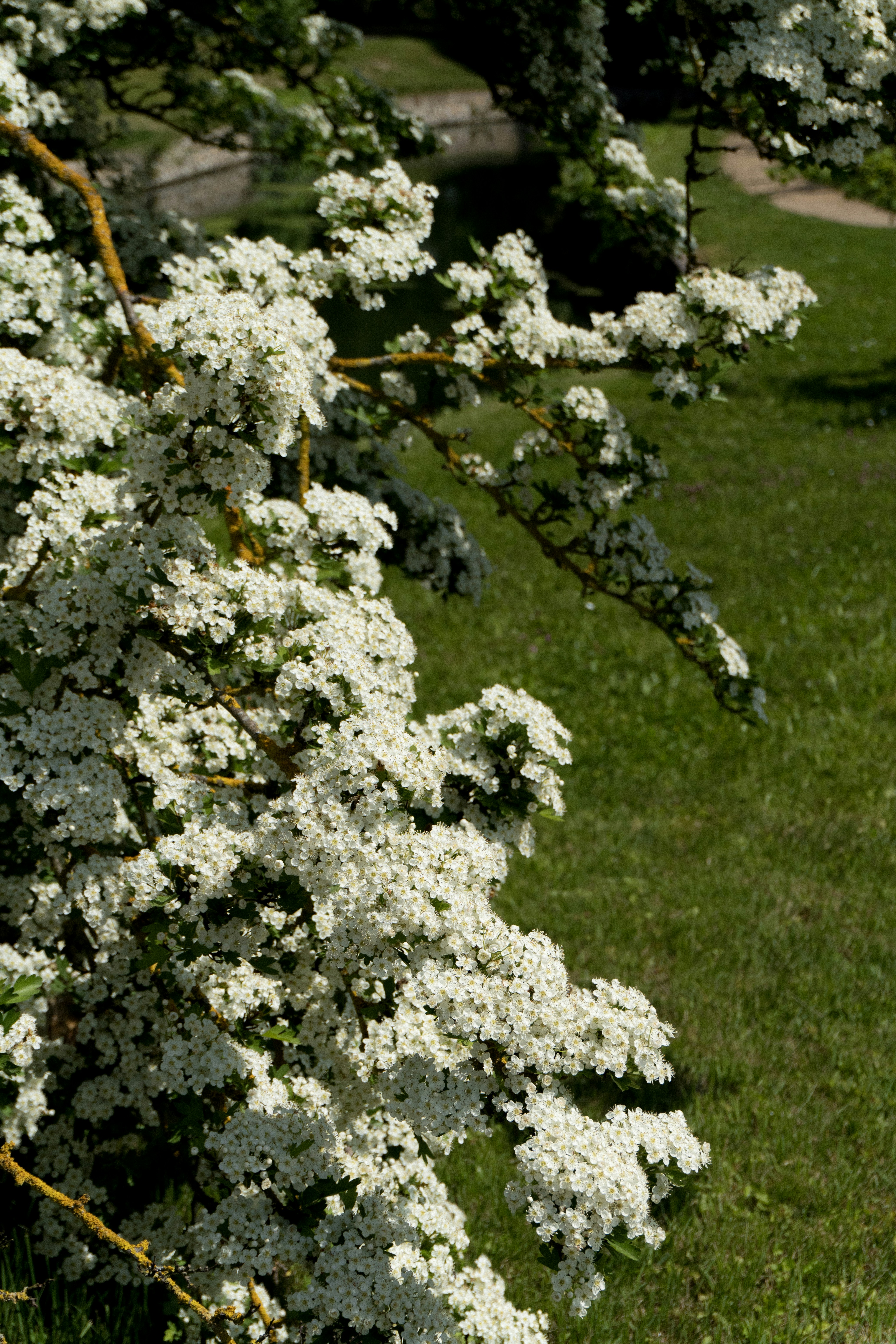 Snow-white cascade along a sunlit garden branch