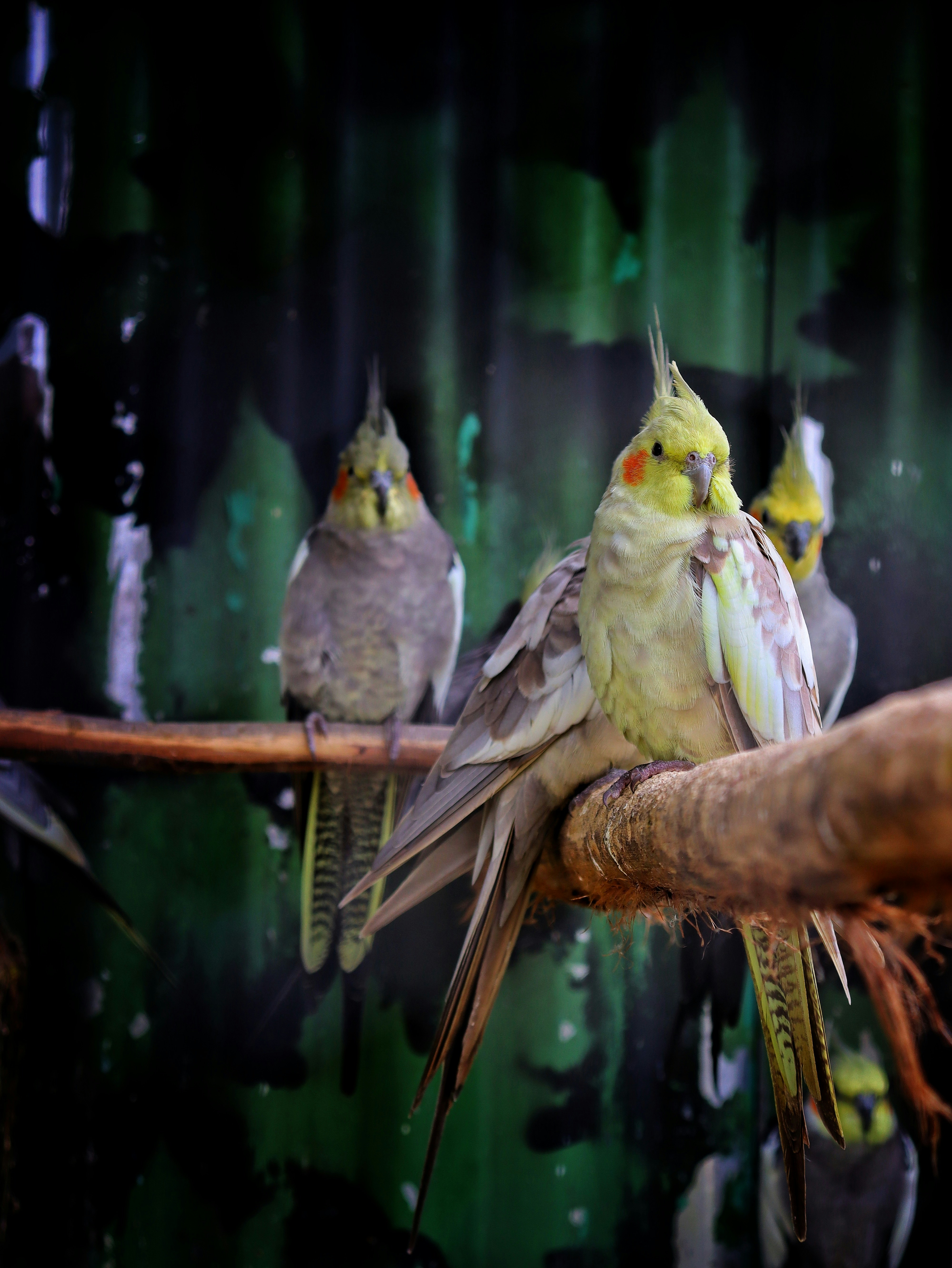 Cockatiel Ensemble on a Weathered Branch in a Painted Aviary