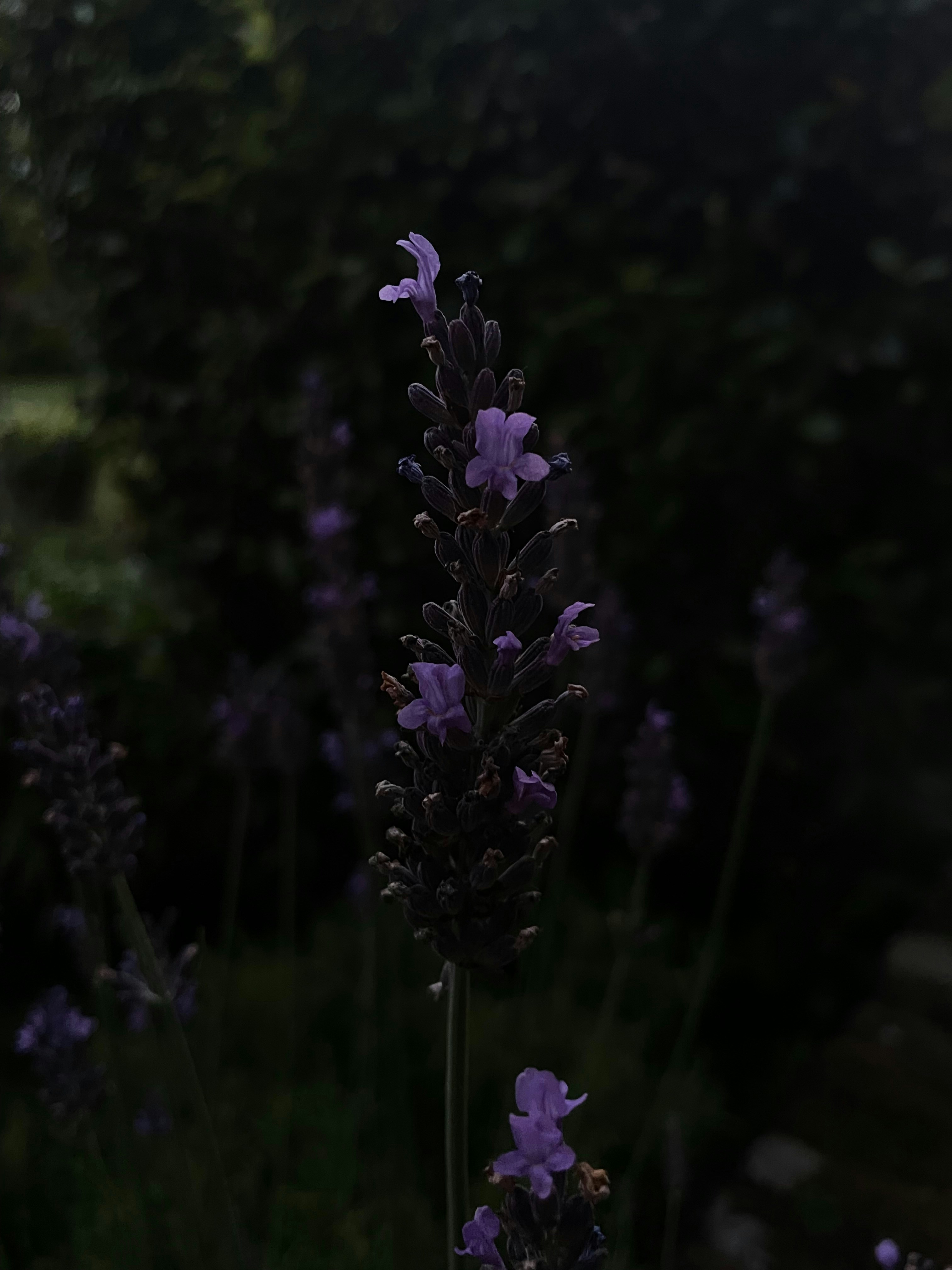 Midnight Bloom: A Single Lavender Spike in a Shadowed Garden
