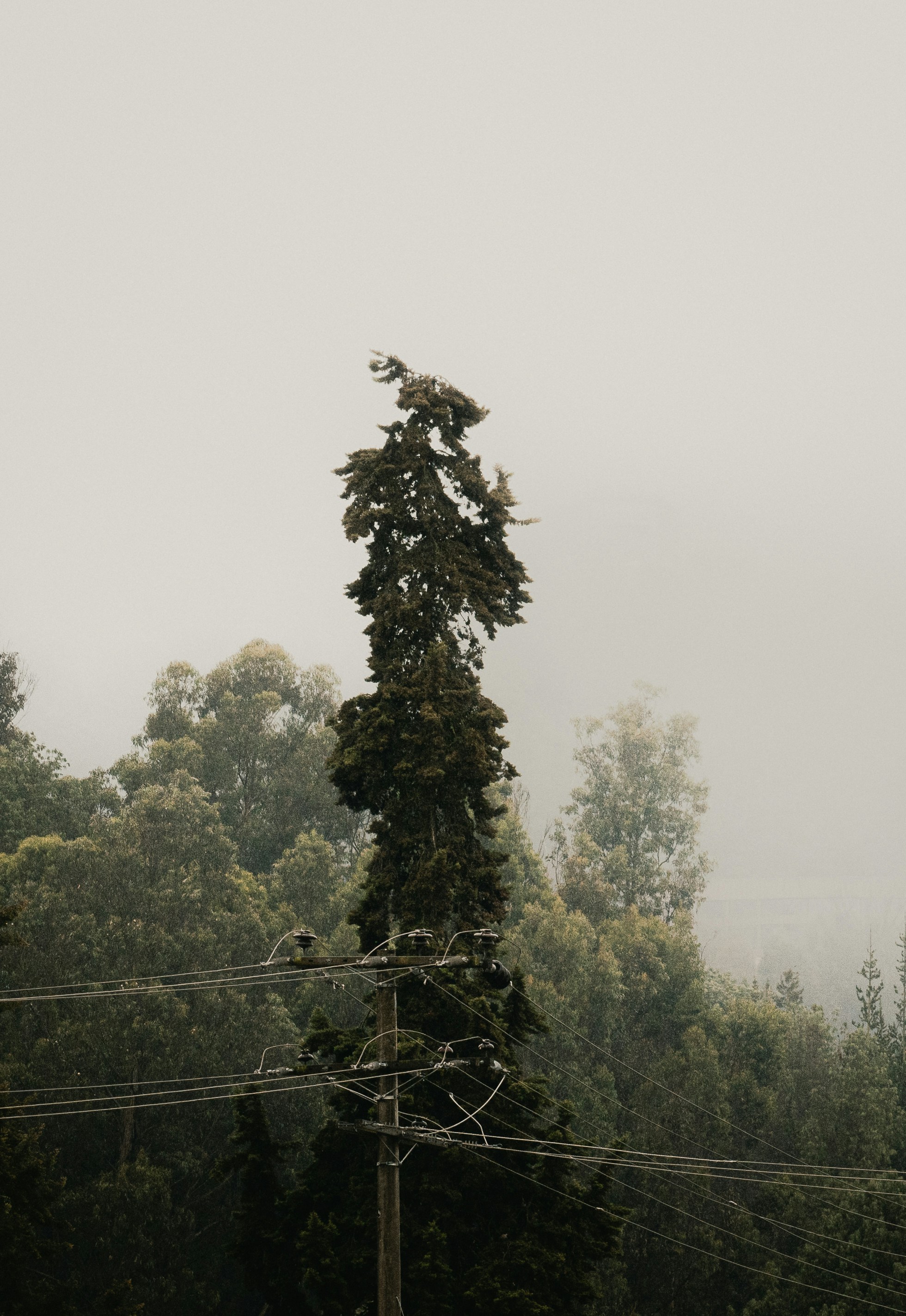 Tall Pine Sentinel Looming Over Suburban Wires