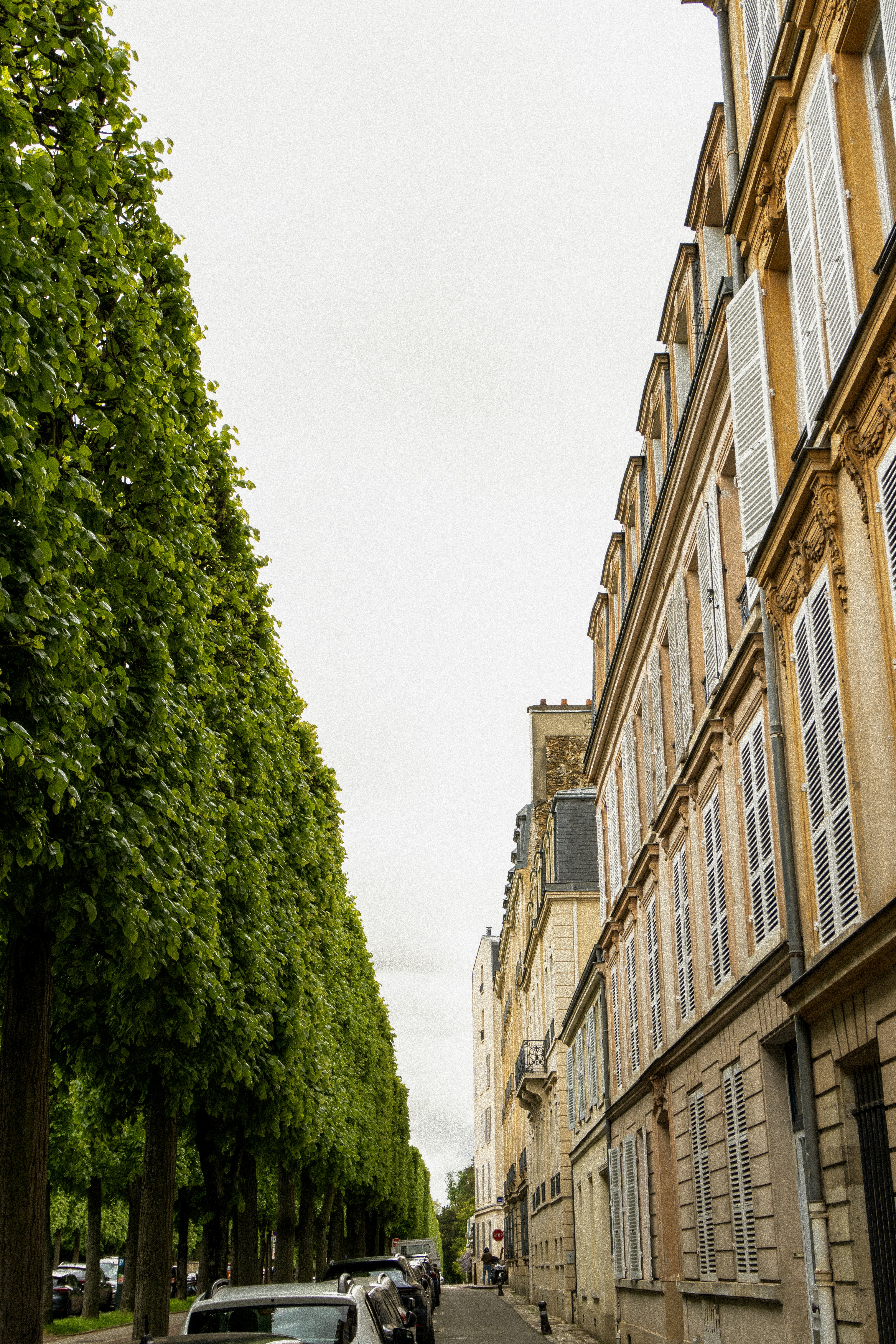 Tree-Framed Parisian Street Receding to a Quiet Horizon