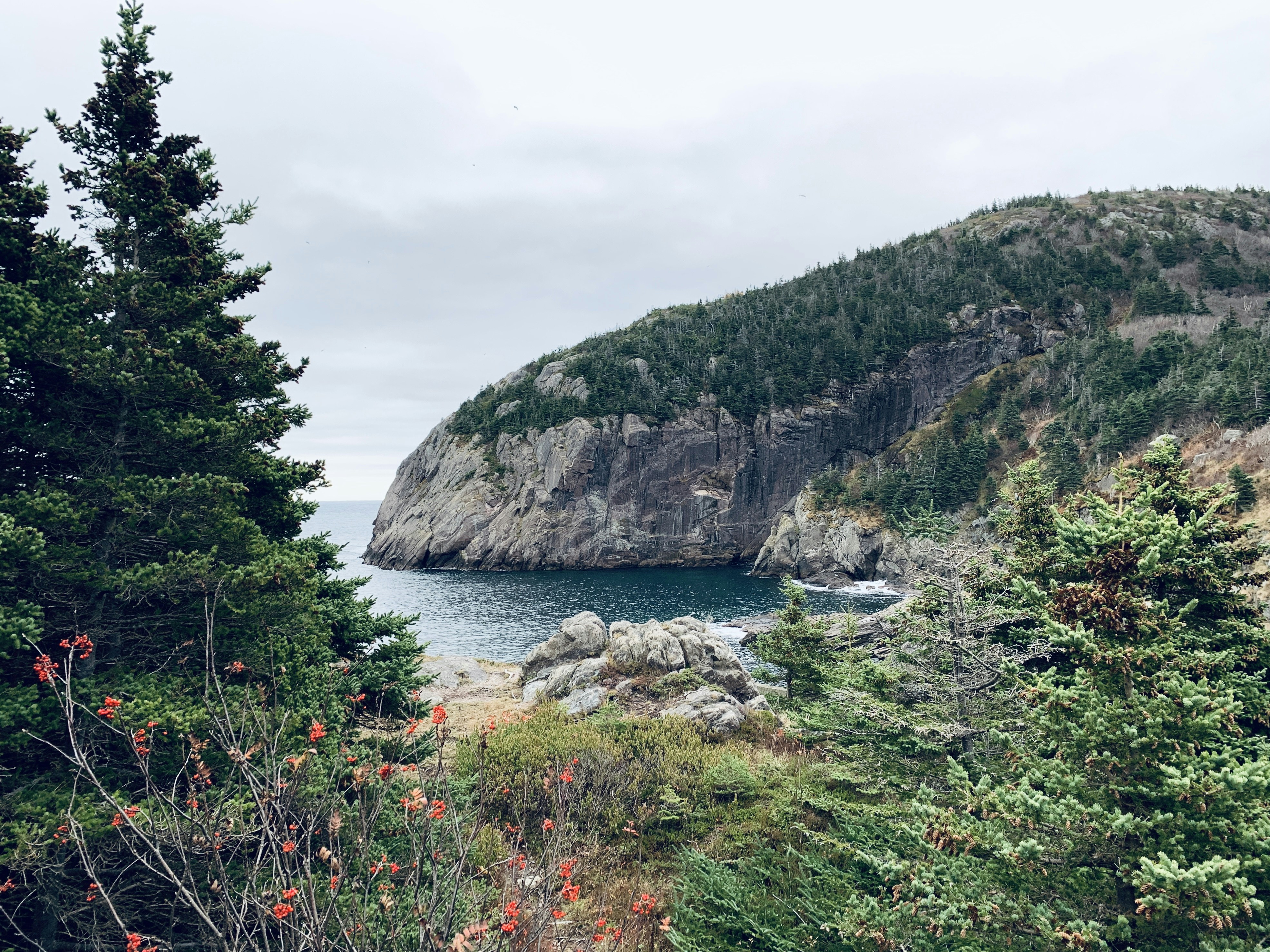 Ocean view through dense evergreen trees with rocky cliffs in the background.