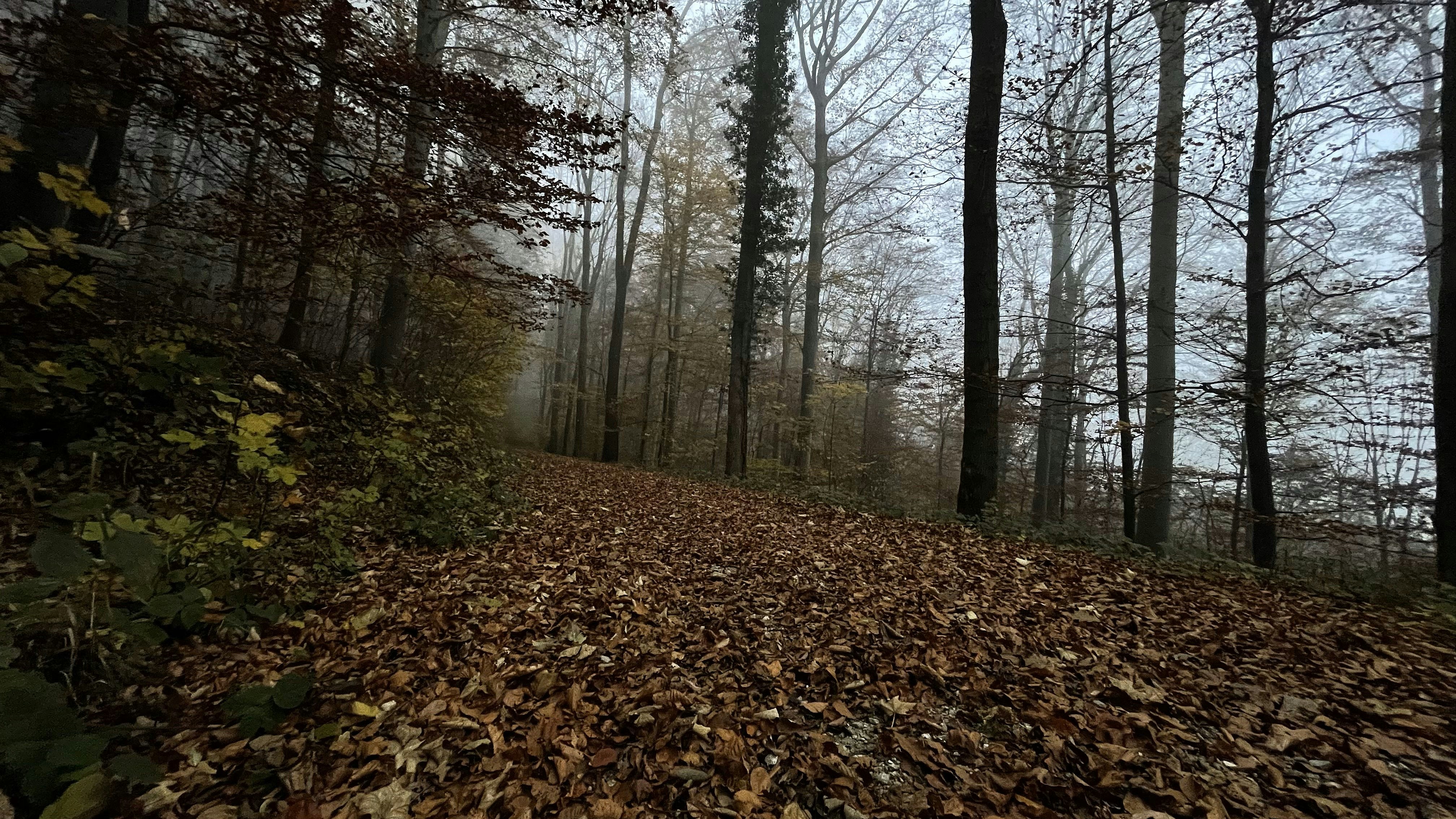 A leaf covered road in the middle of a forest photo – Free Autumn Image ...