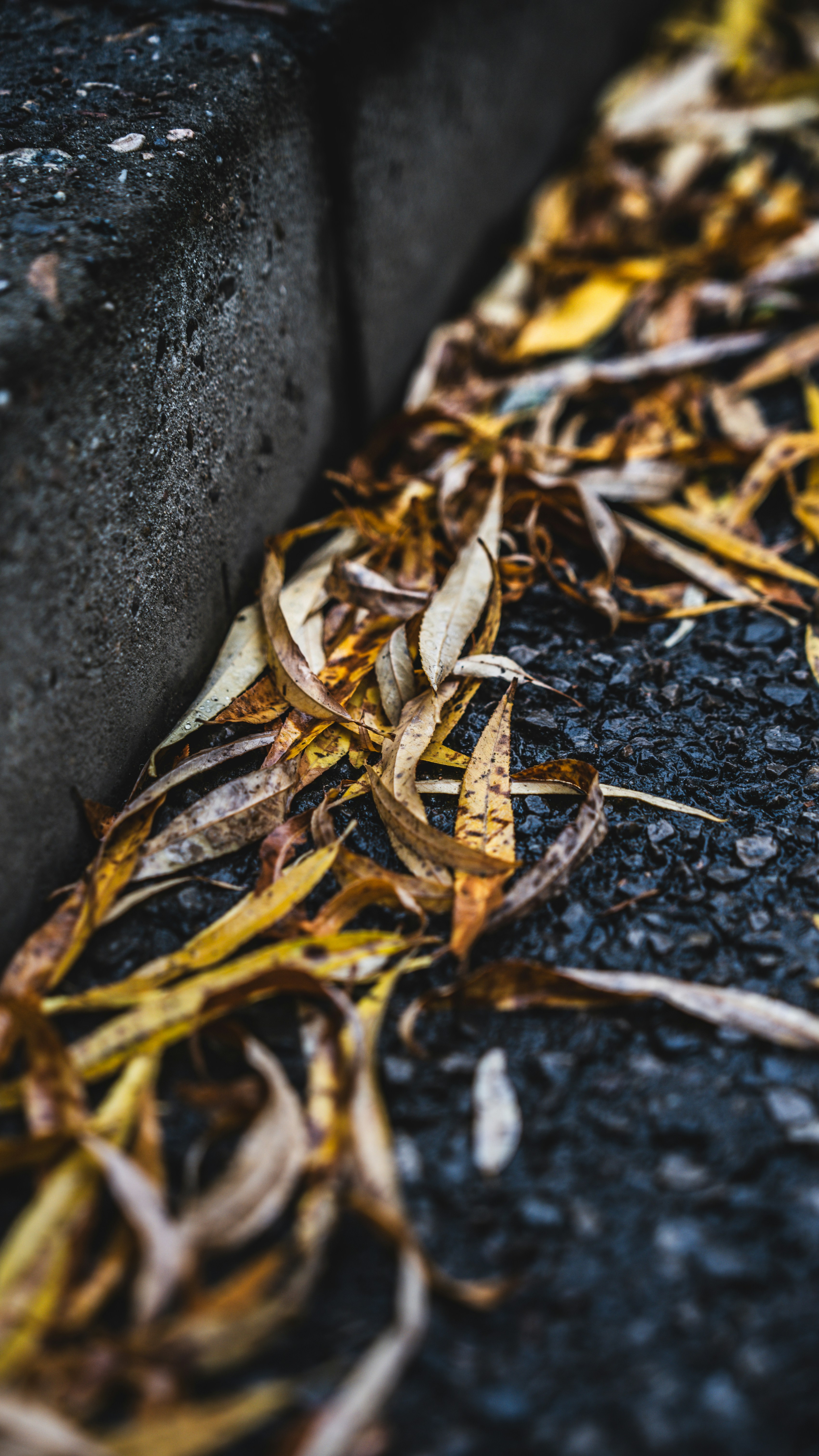 Edge of Fall: Leaves Along a Rain-Washed Curb
