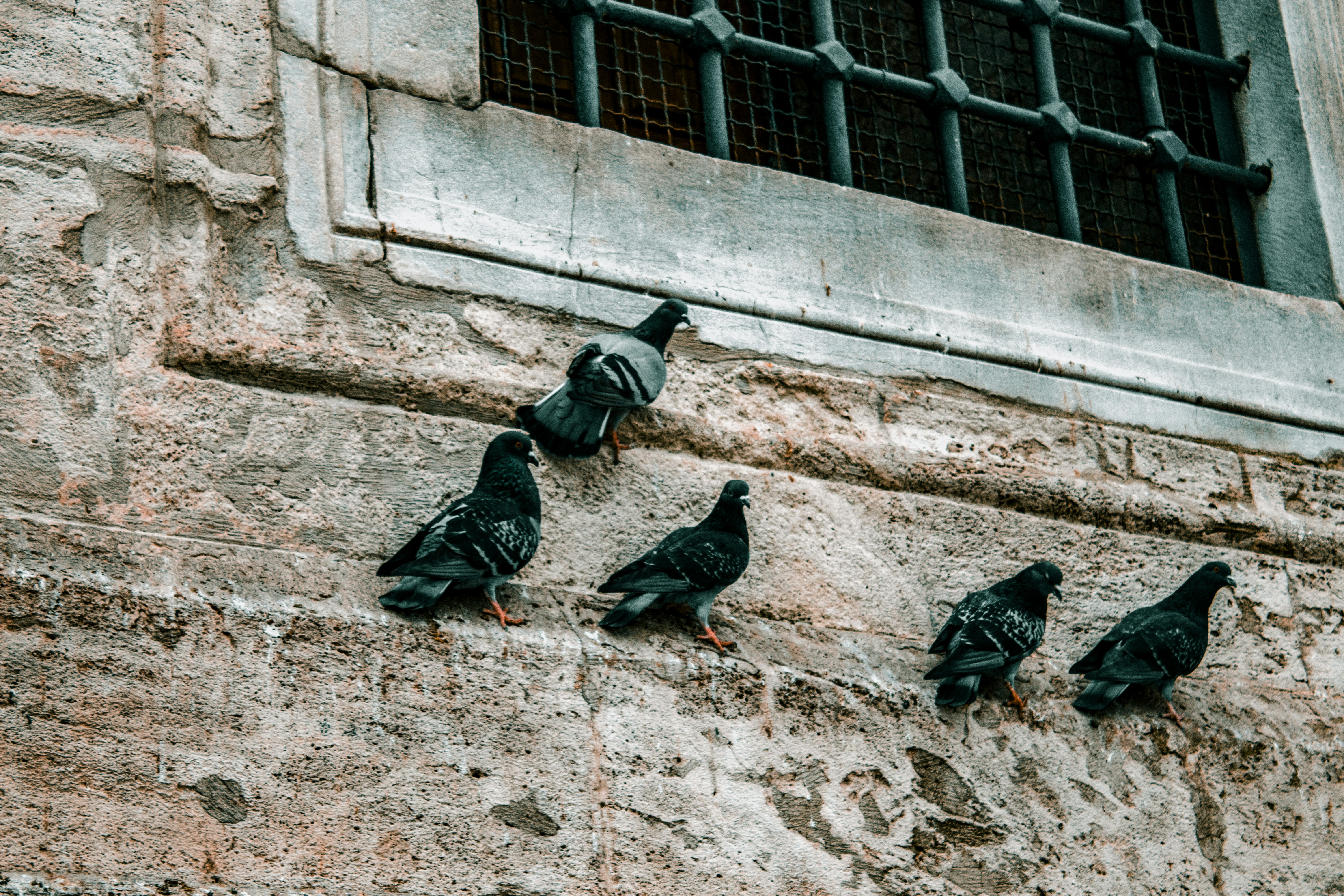 Five Pigeons on Weathered Brick Beneath a Grated Window