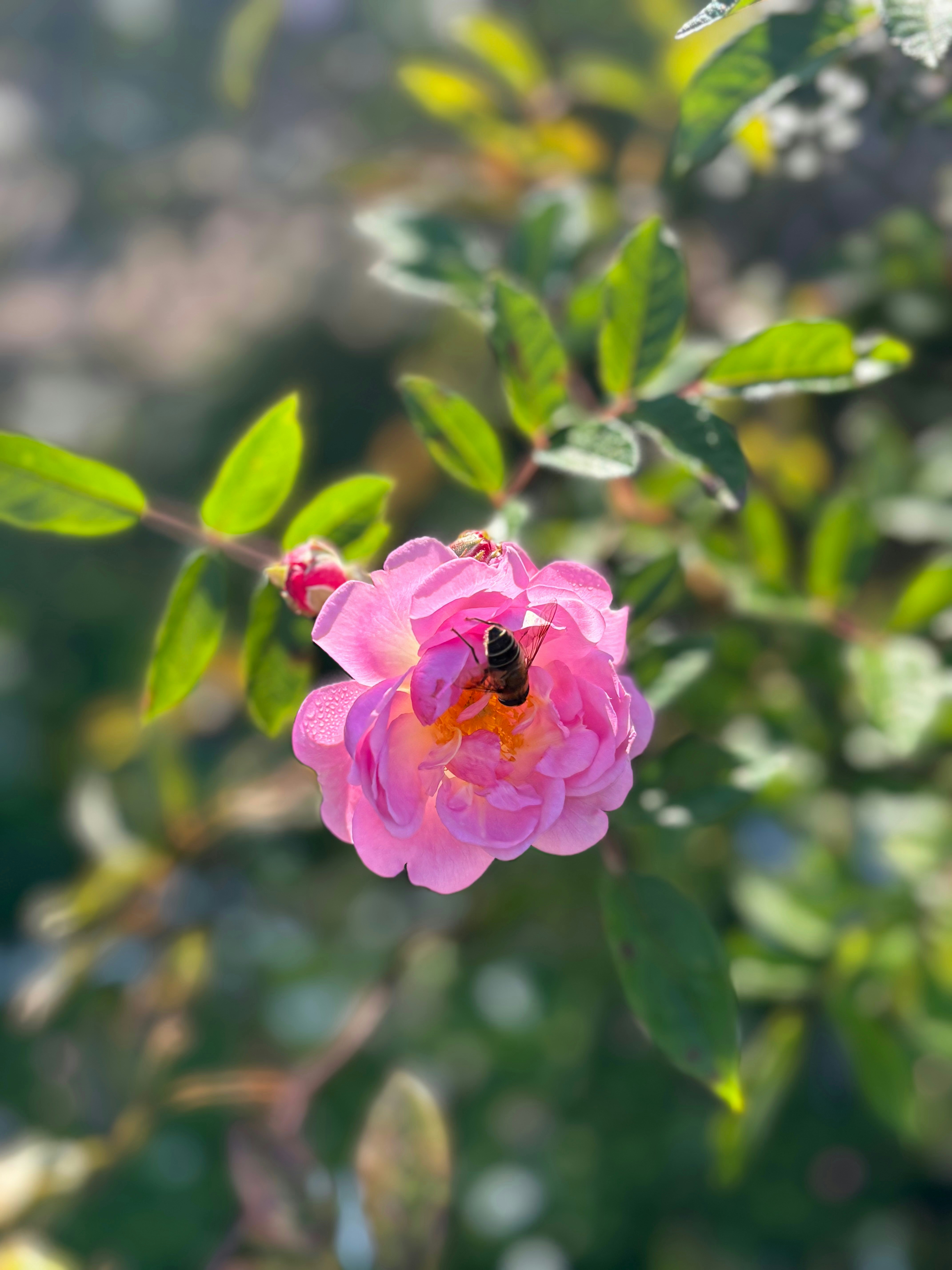 Bee at the Heart of a Pink Camellia: A Quiet Macro Moment