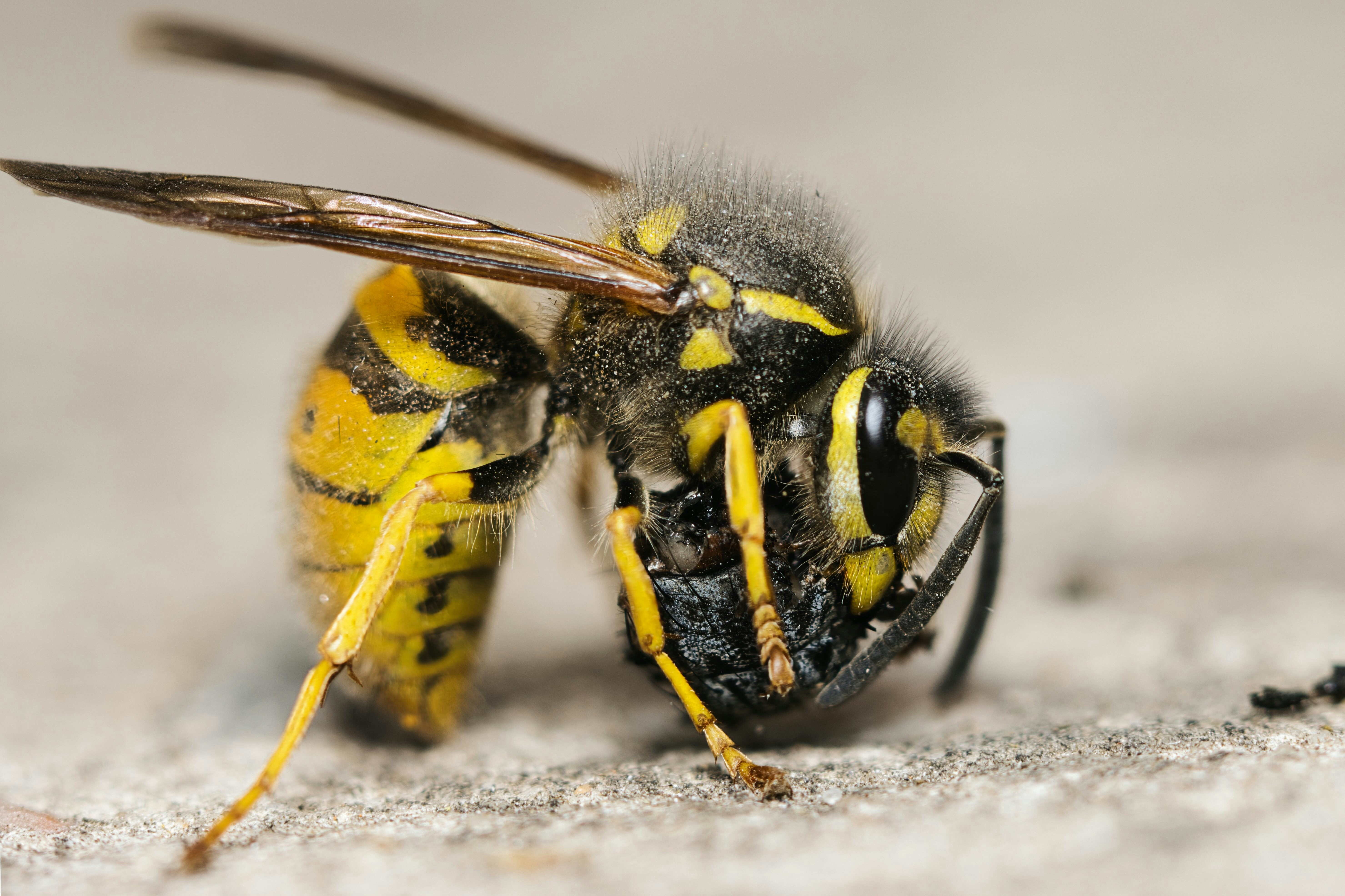 Close-up of a wasp displaying vibrant yellow and black markings on a textured surface.