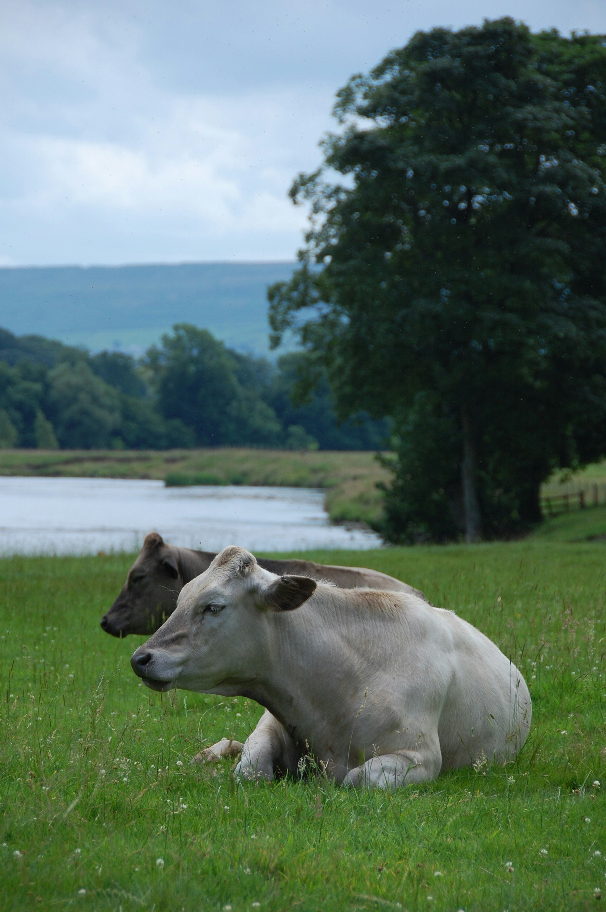 Pasture Pause: Two Cattle Lounging by a Tranquil Pond Beneath a Stately Tree
