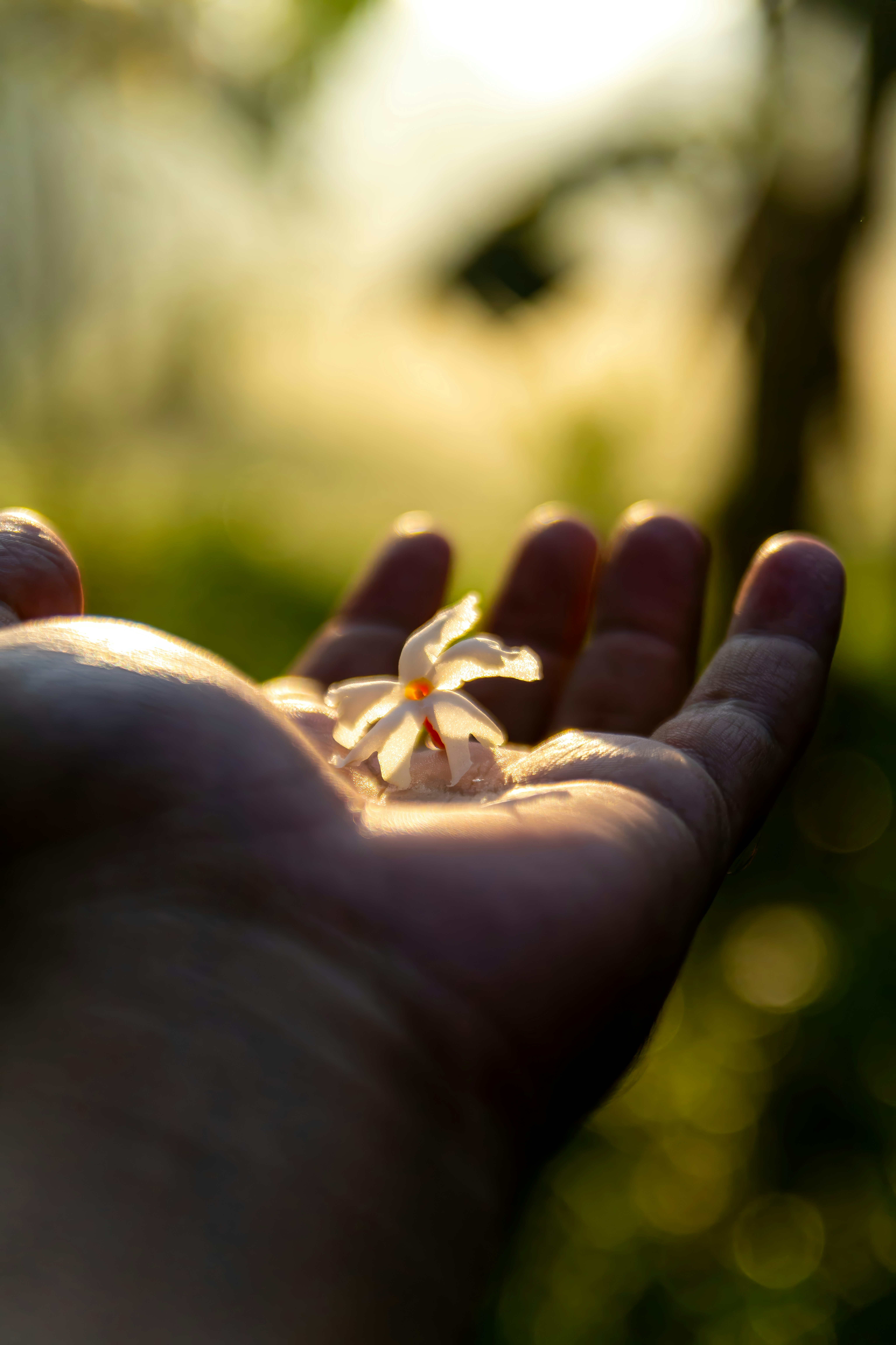 A person holding a small flower in their hand photo – Free Savar Image on Unsplash