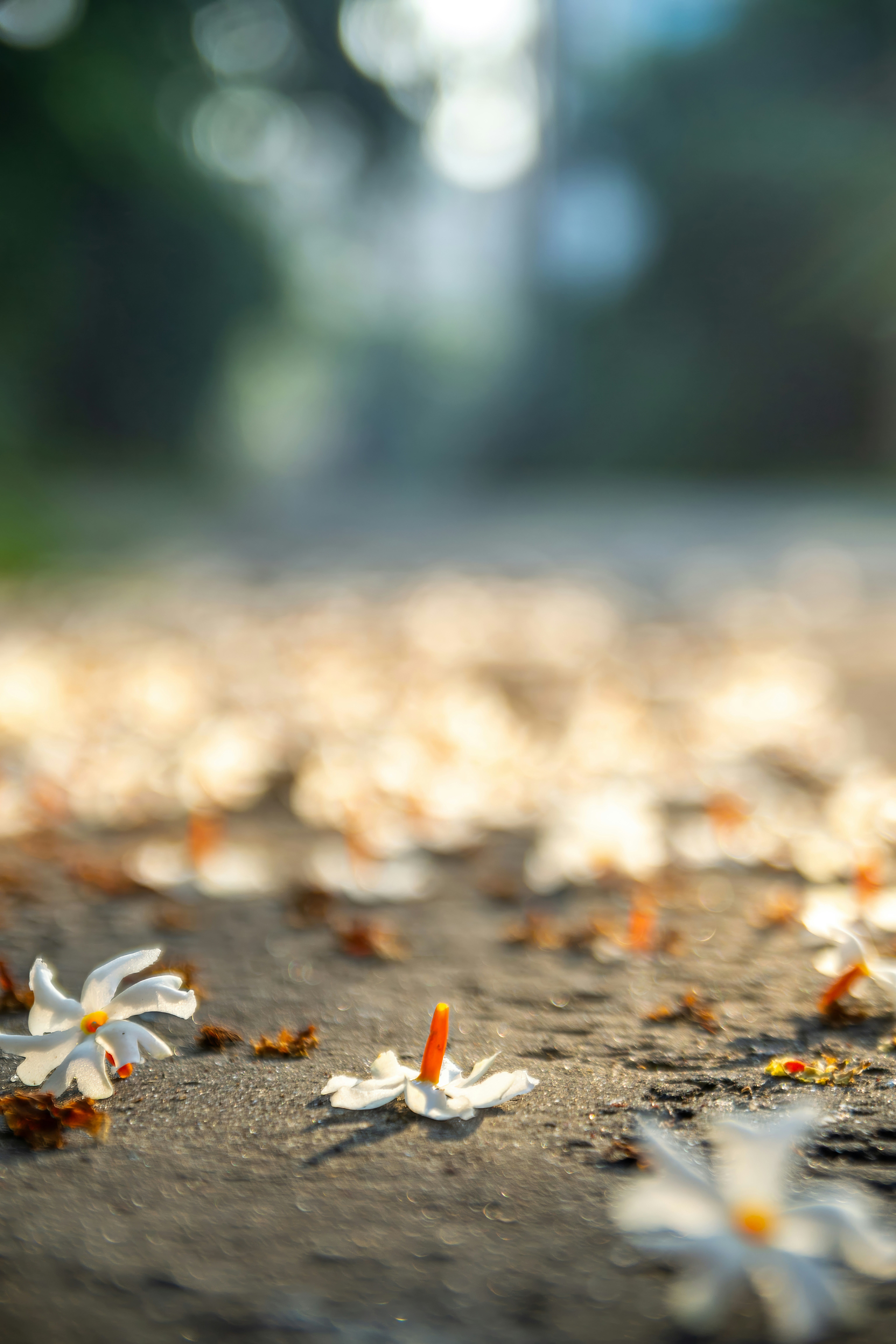 A bunch of flowers that are laying on the ground photo – Free Savar ...