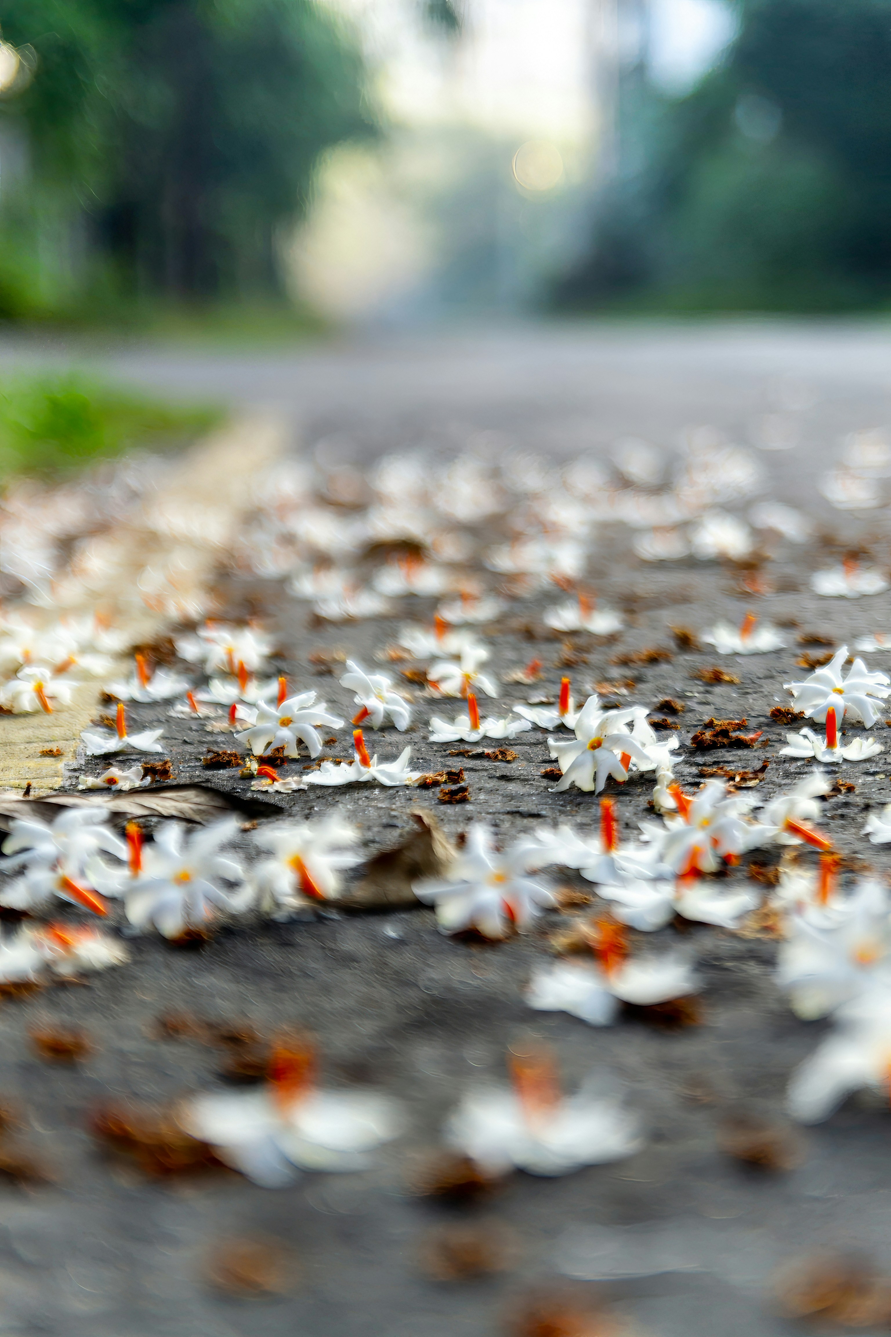Petals on the Path: A Soft-Focused Street of White Florals