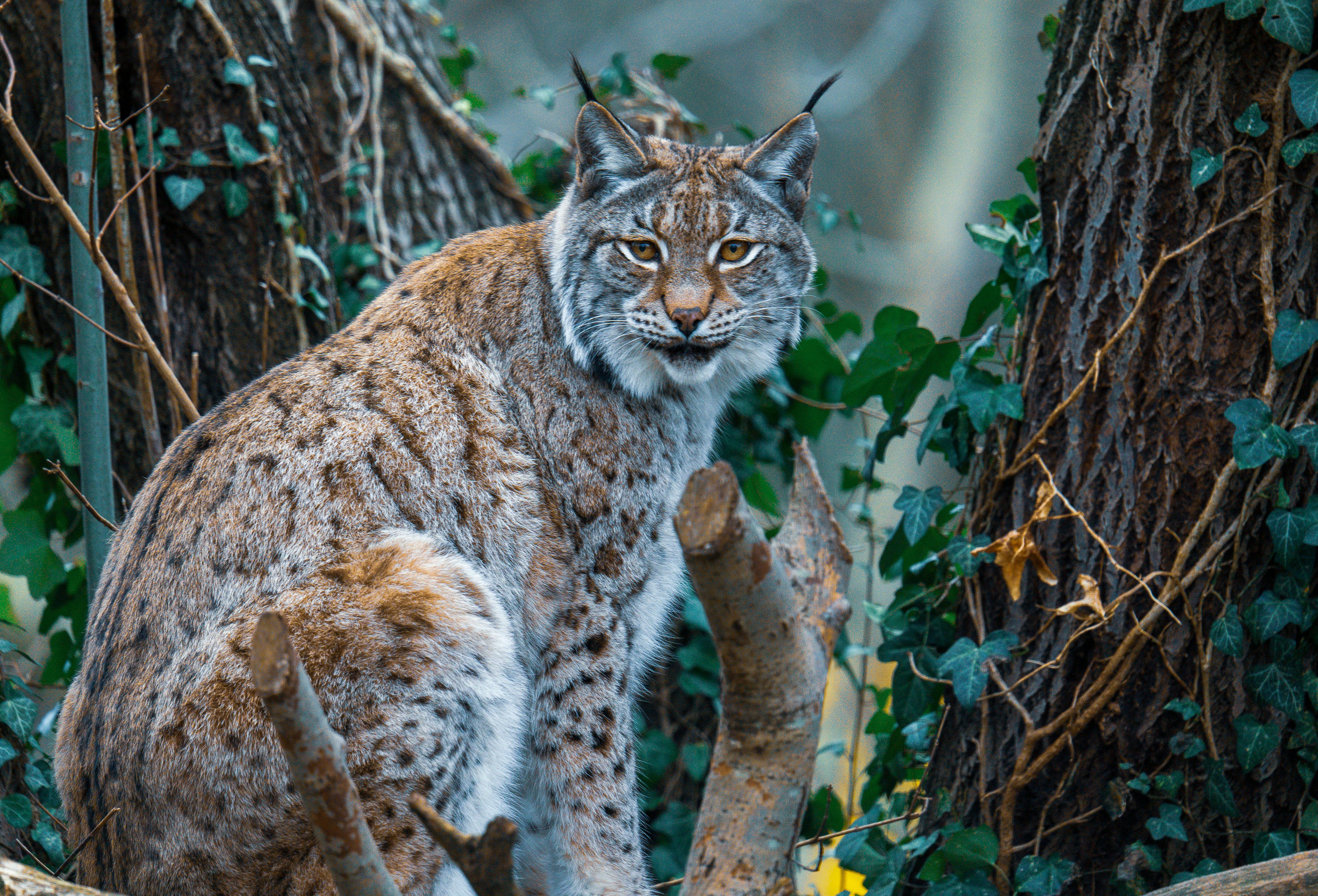A large cat sitting on top of a tree branch photo – Free Animal Image ...