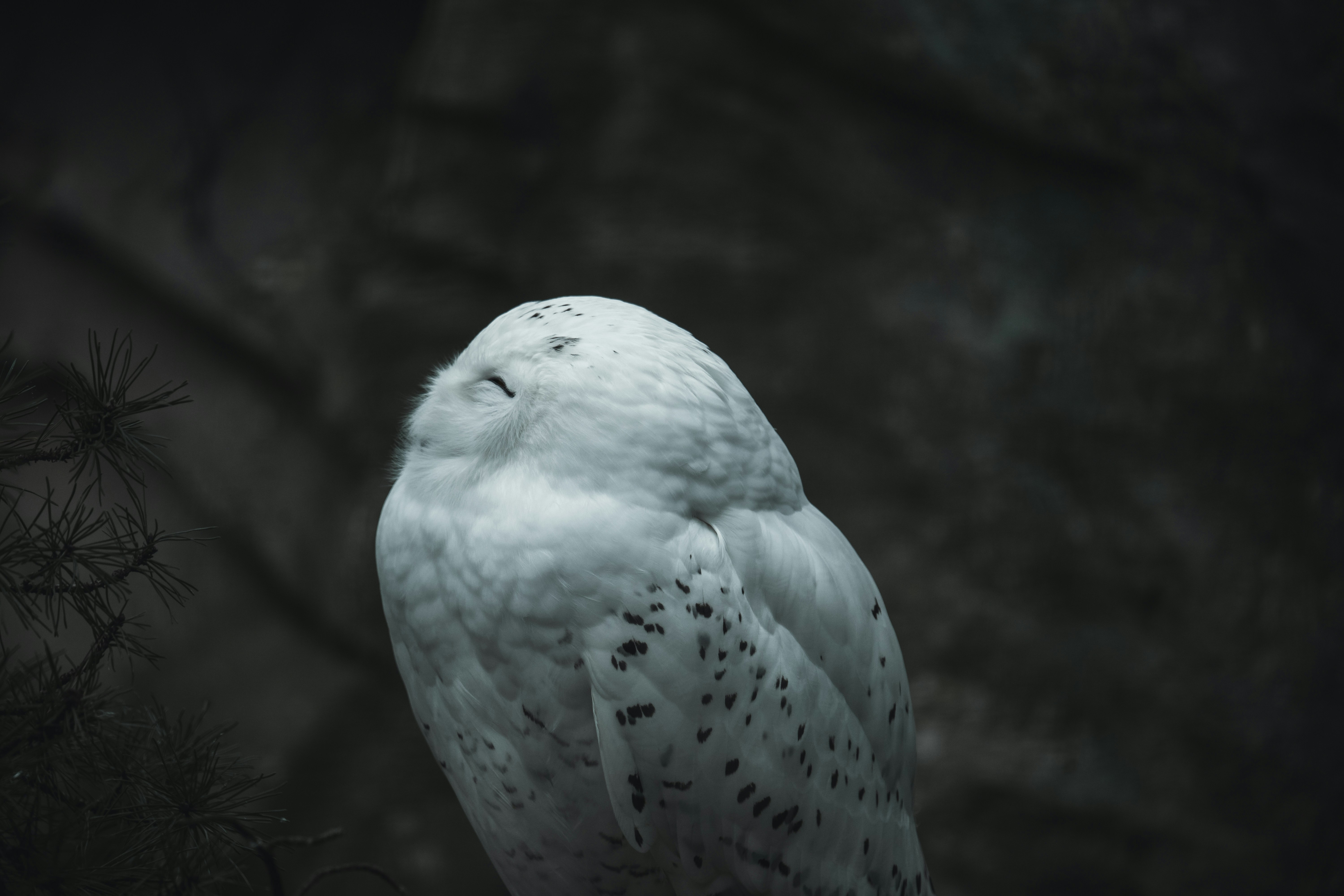 Silent Sentinel in Shadow: Snowy Owl Among Dark Pines