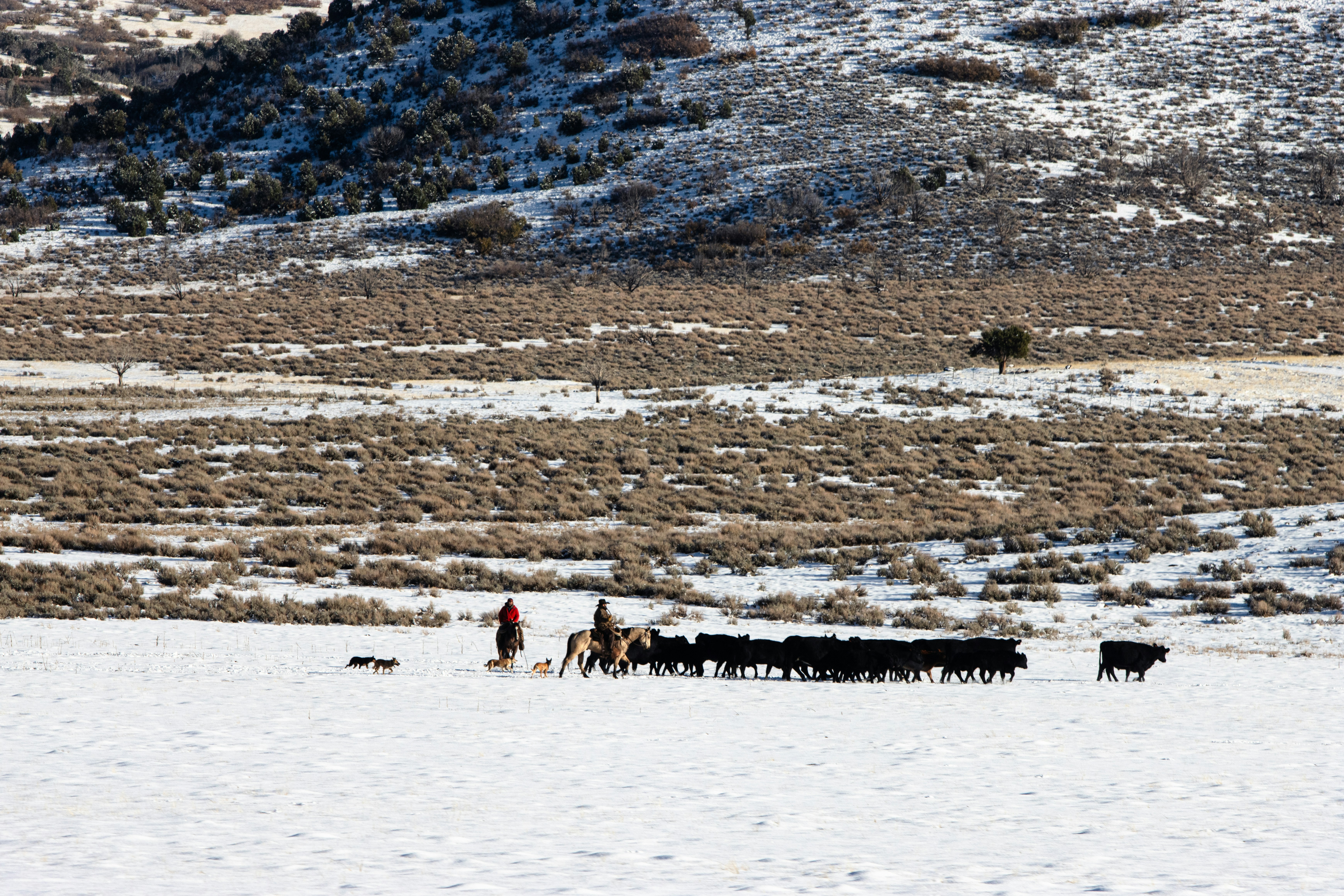 Red-Clad Rider Guides a Snow-Dusted Herd Across a Quiet Plain