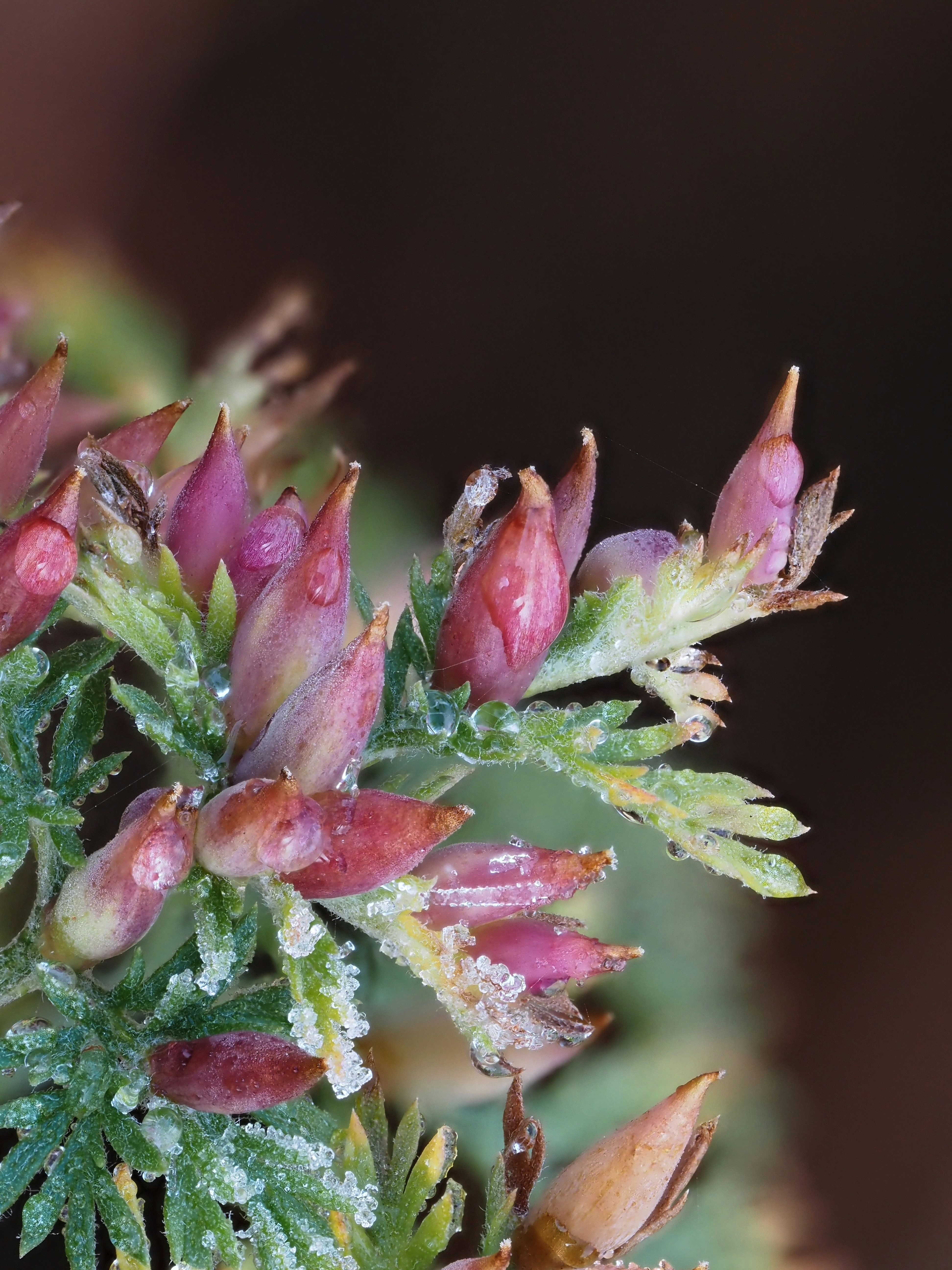Frost-Kissed Rosettes: a macro portrait of winter's first bloom