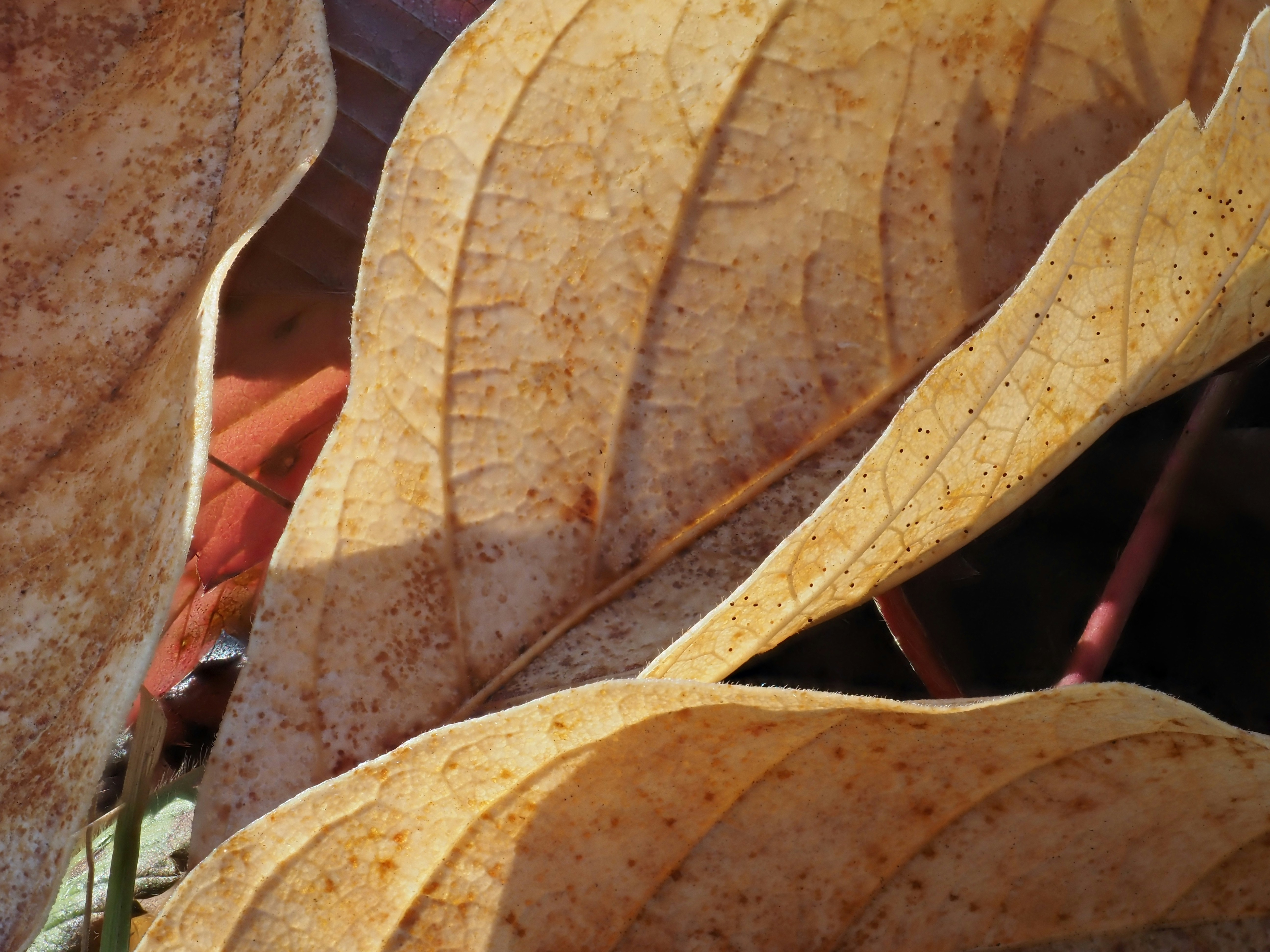 Crimson Thread in a Quiet Autumn Leaf Mosaic