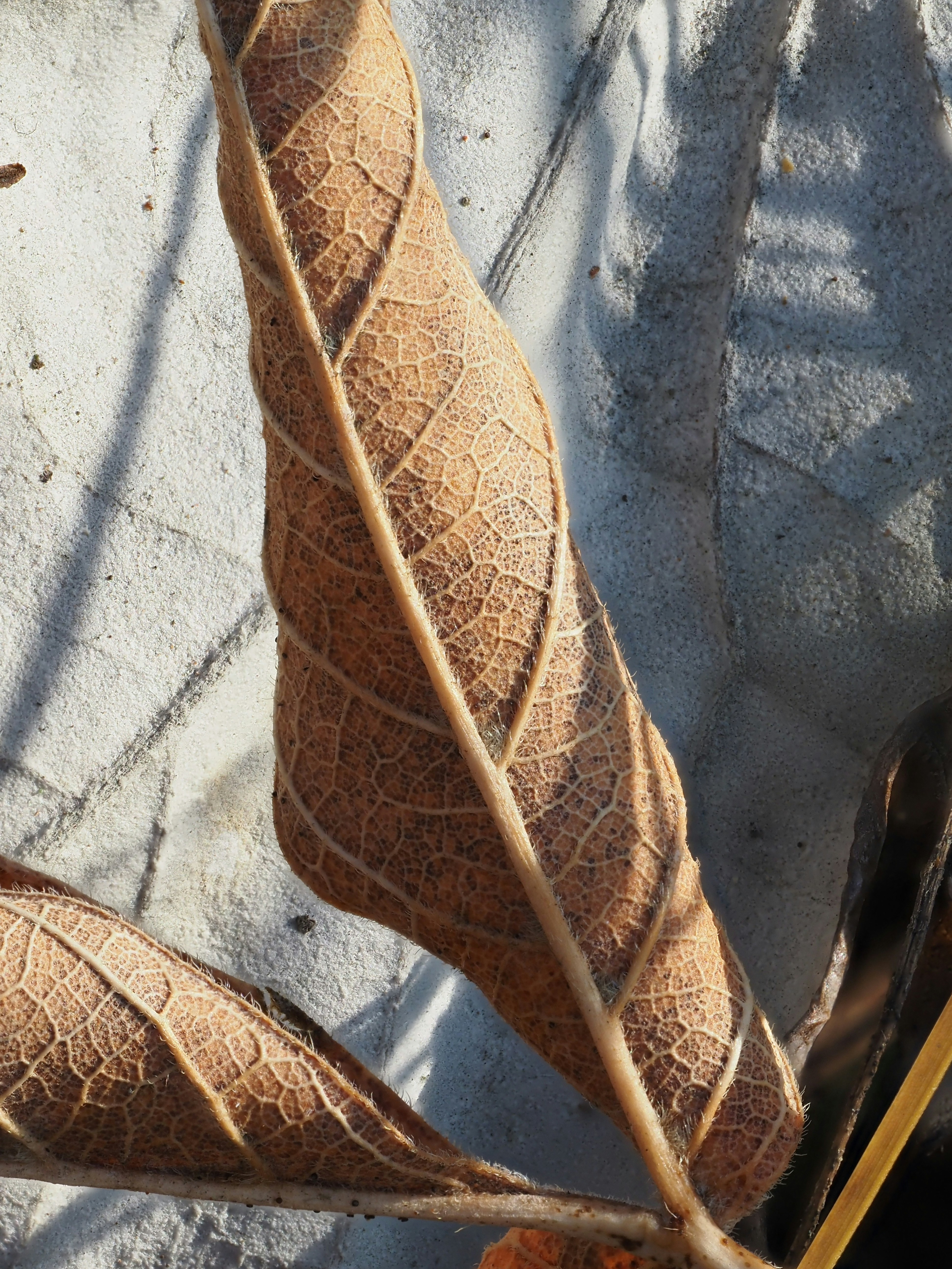 Lattice Veins on Sand: A Dried Leaf's Quiet Moment