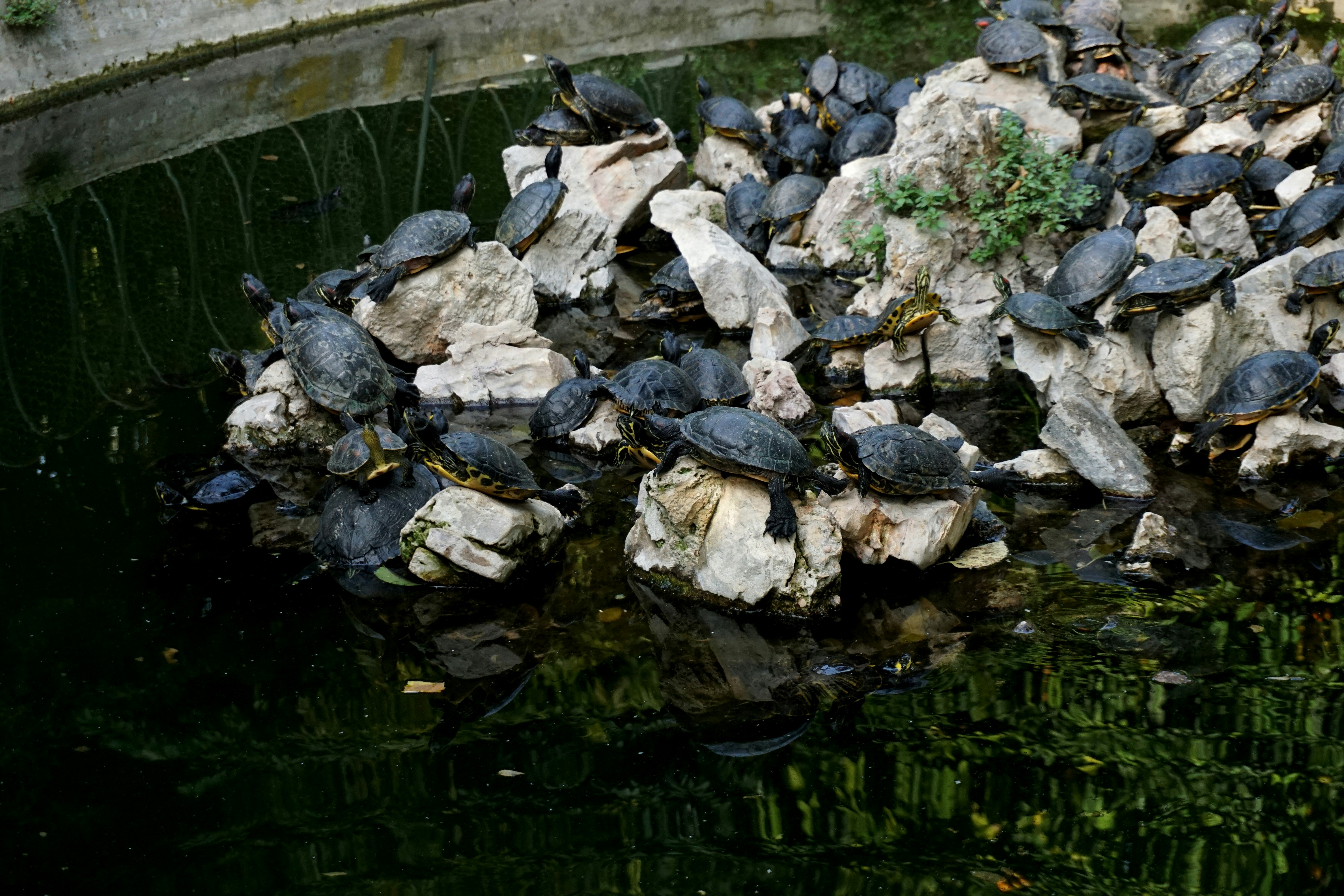 A bunch of birds that are standing in the water photo – Free Turtles ...
