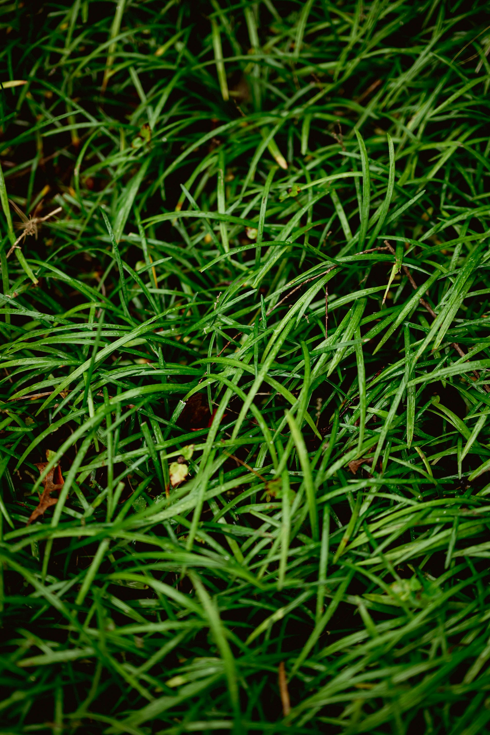 A close up of a green grass field photo – Free Background Image on Unsplash