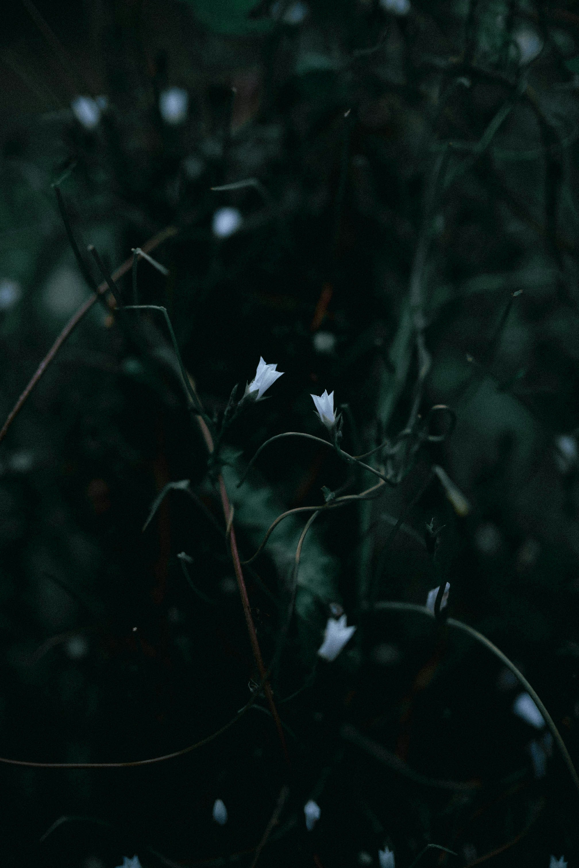 Midnight Vines: Tiny White Blossoms Finding Light in the Dark