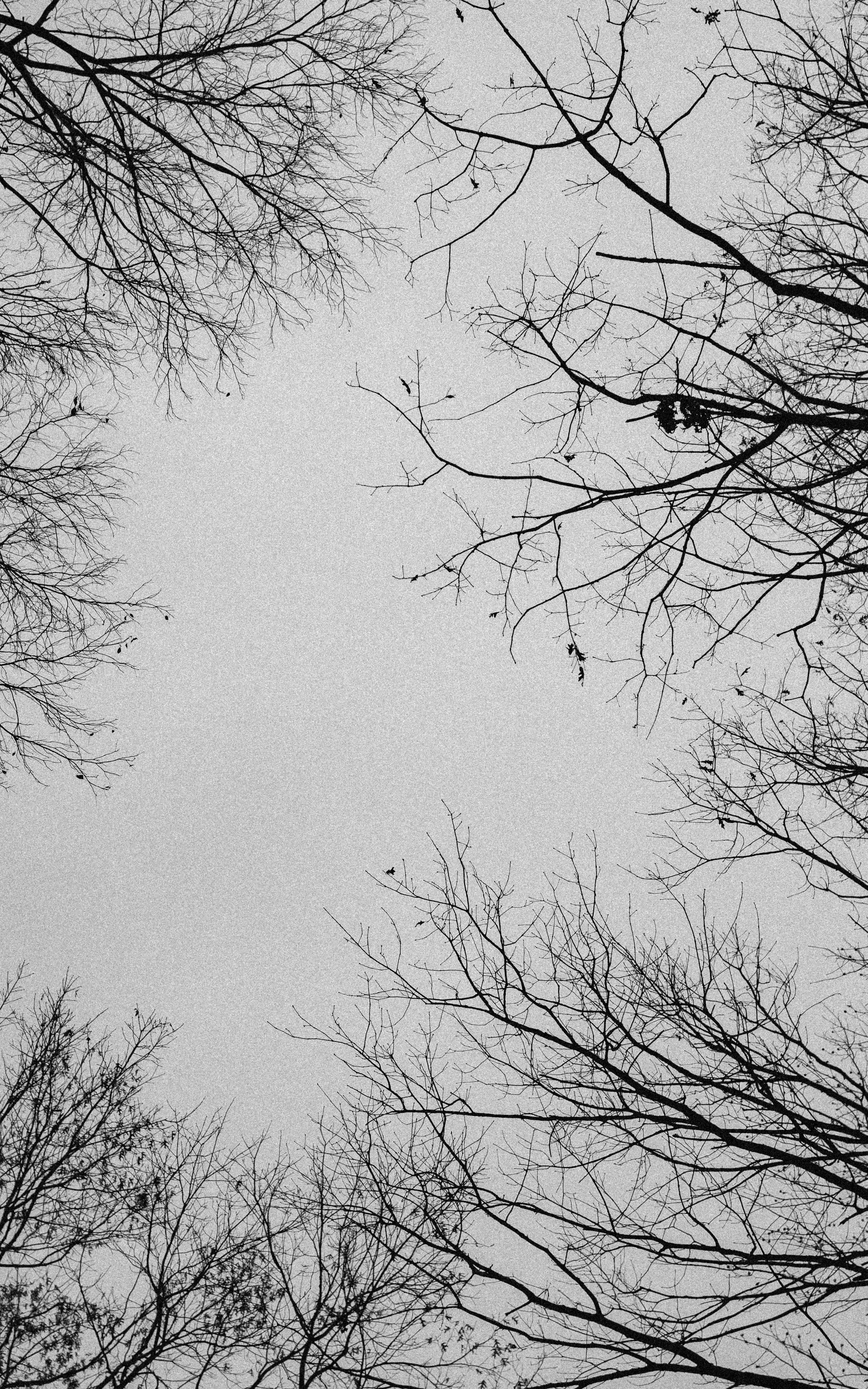 Latticed limbs against a quiet winter sky