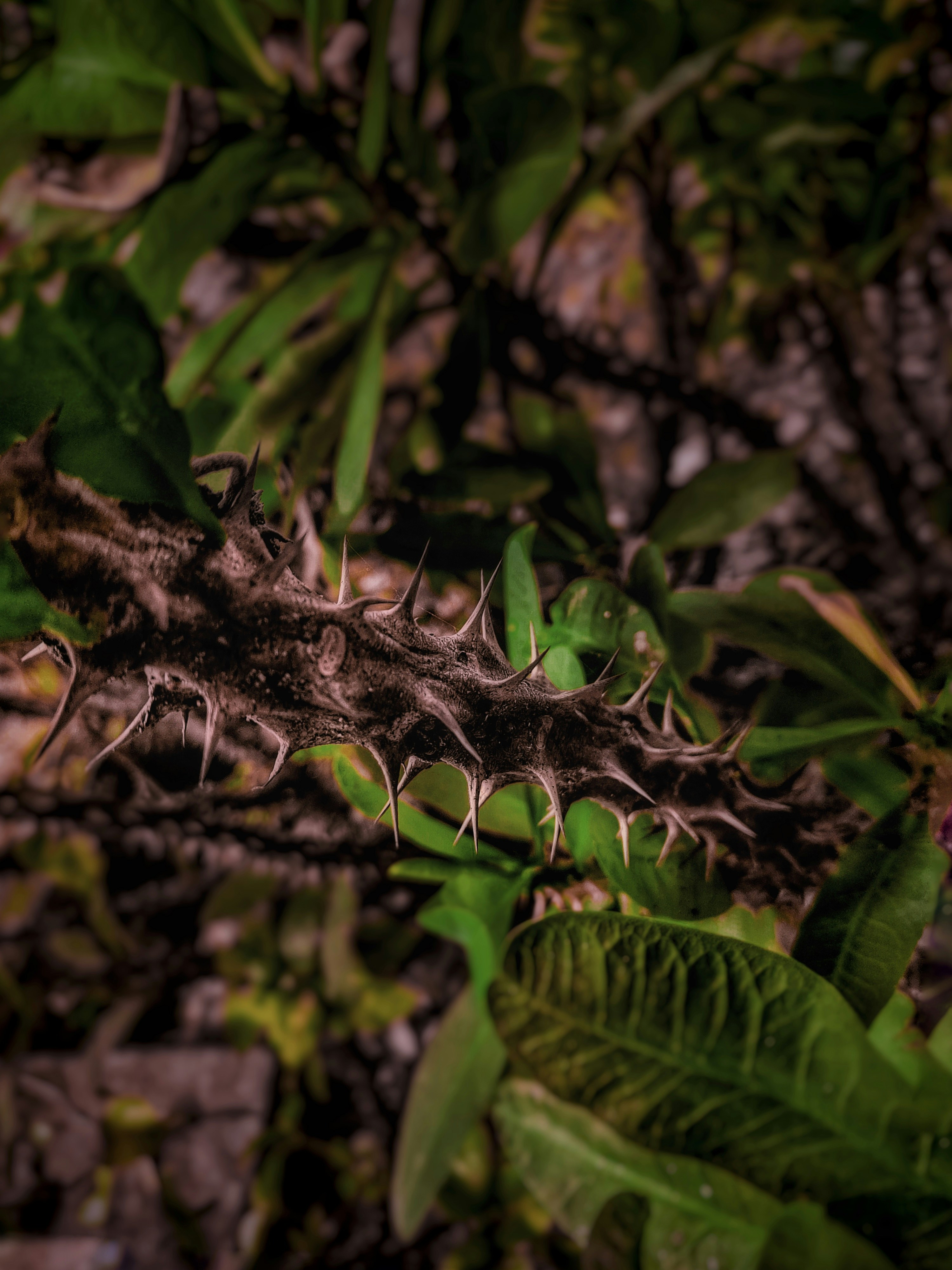 Intricate thorny branch intertwined with vibrant green leaves, showcasing nature's defensive adaptations.
