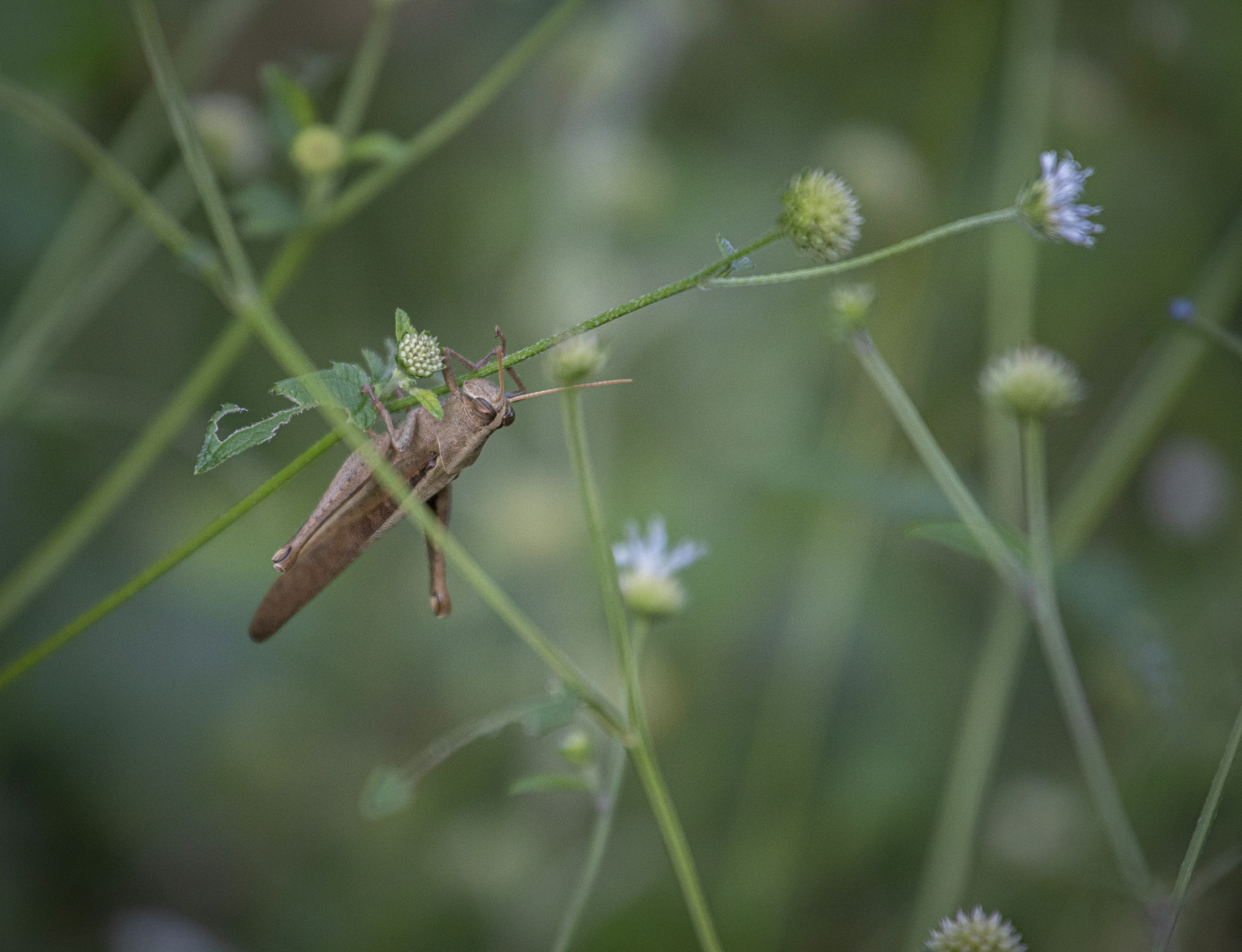 Dragonfly Resting Among Spindly Meadow Stems and Tiny Blue Buds