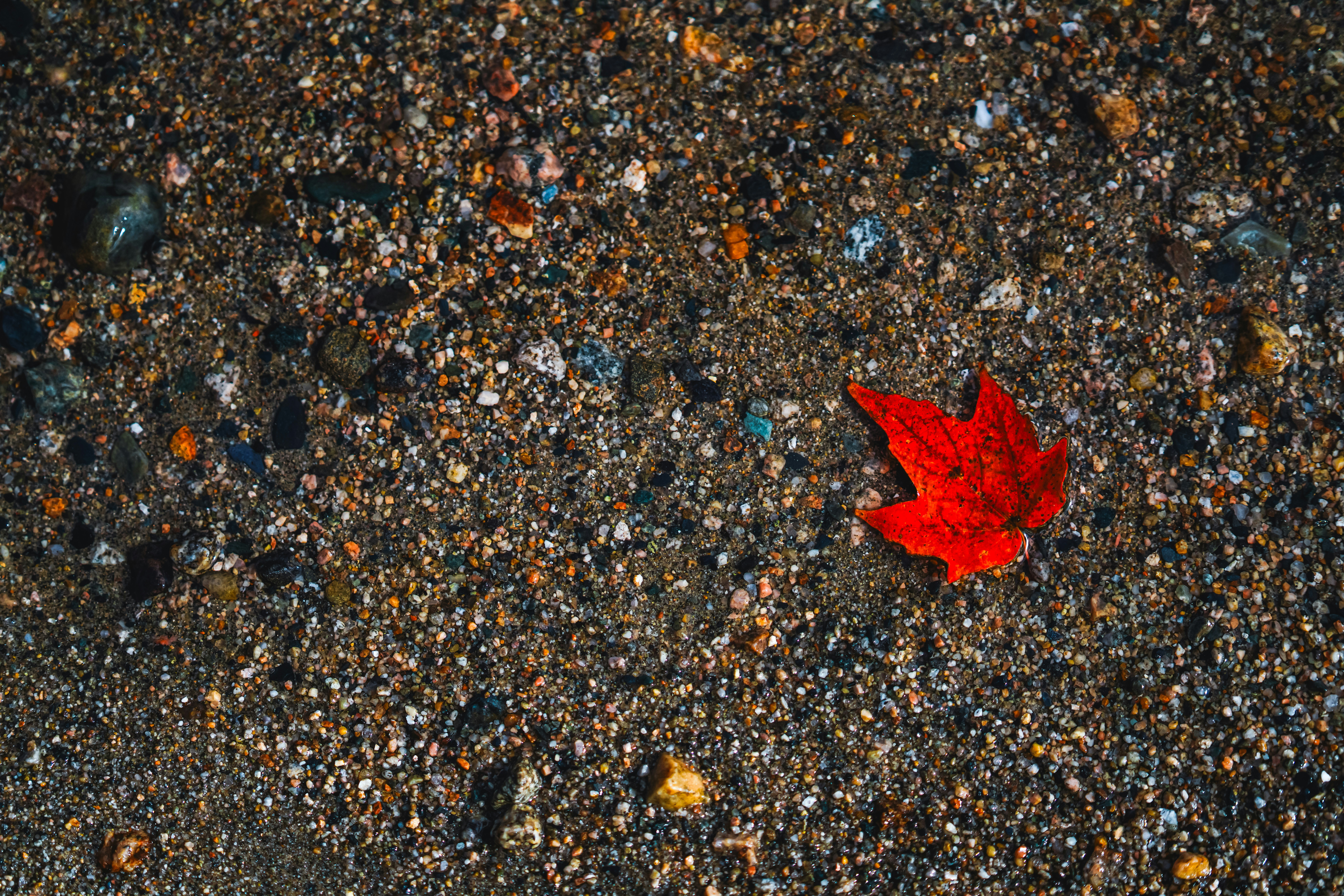 A single red leaf on the ground photo – Free Leaf Image on Unsplash