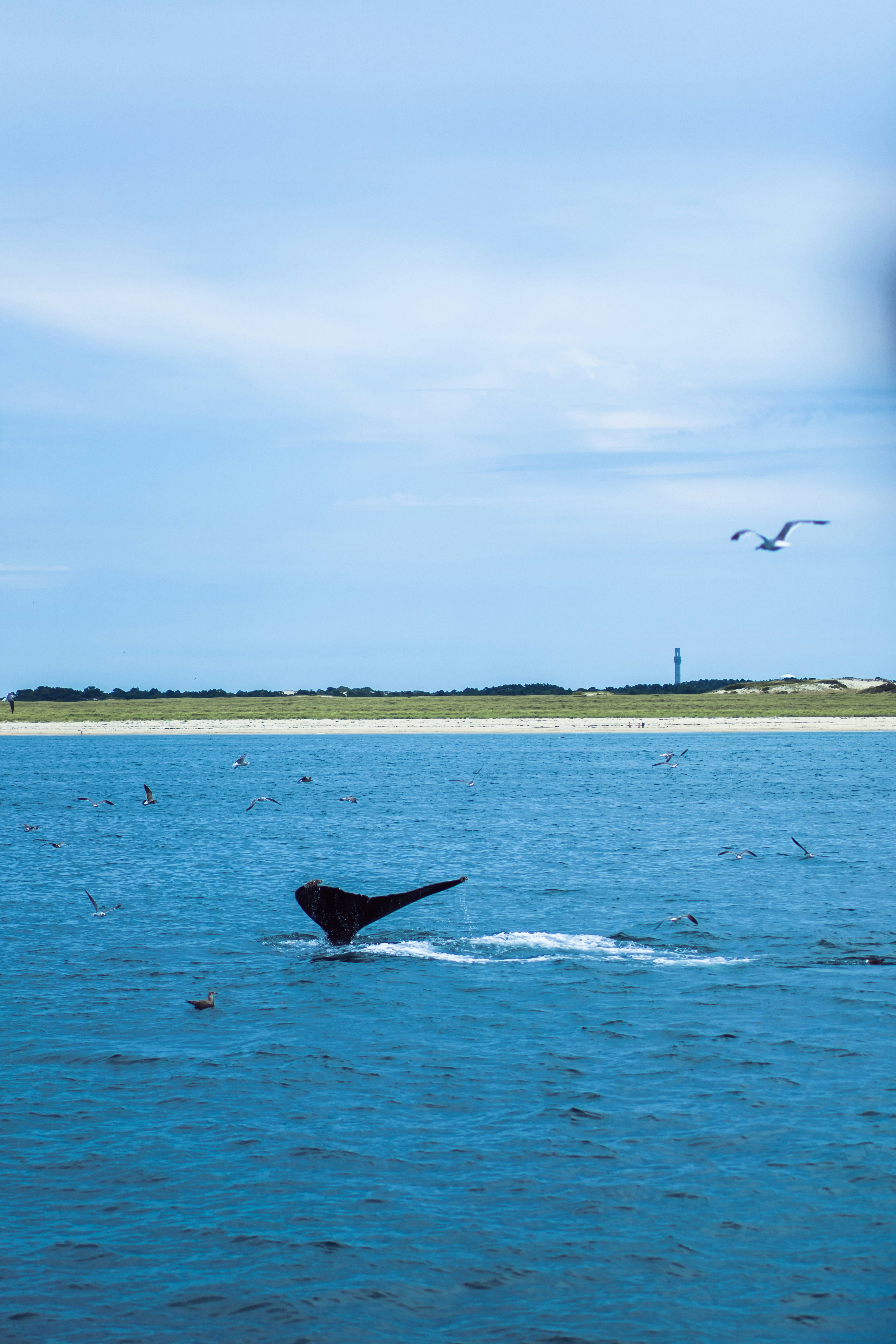 Blue Wake: Whale Tail Breaks the Quiet at the Distant Shore