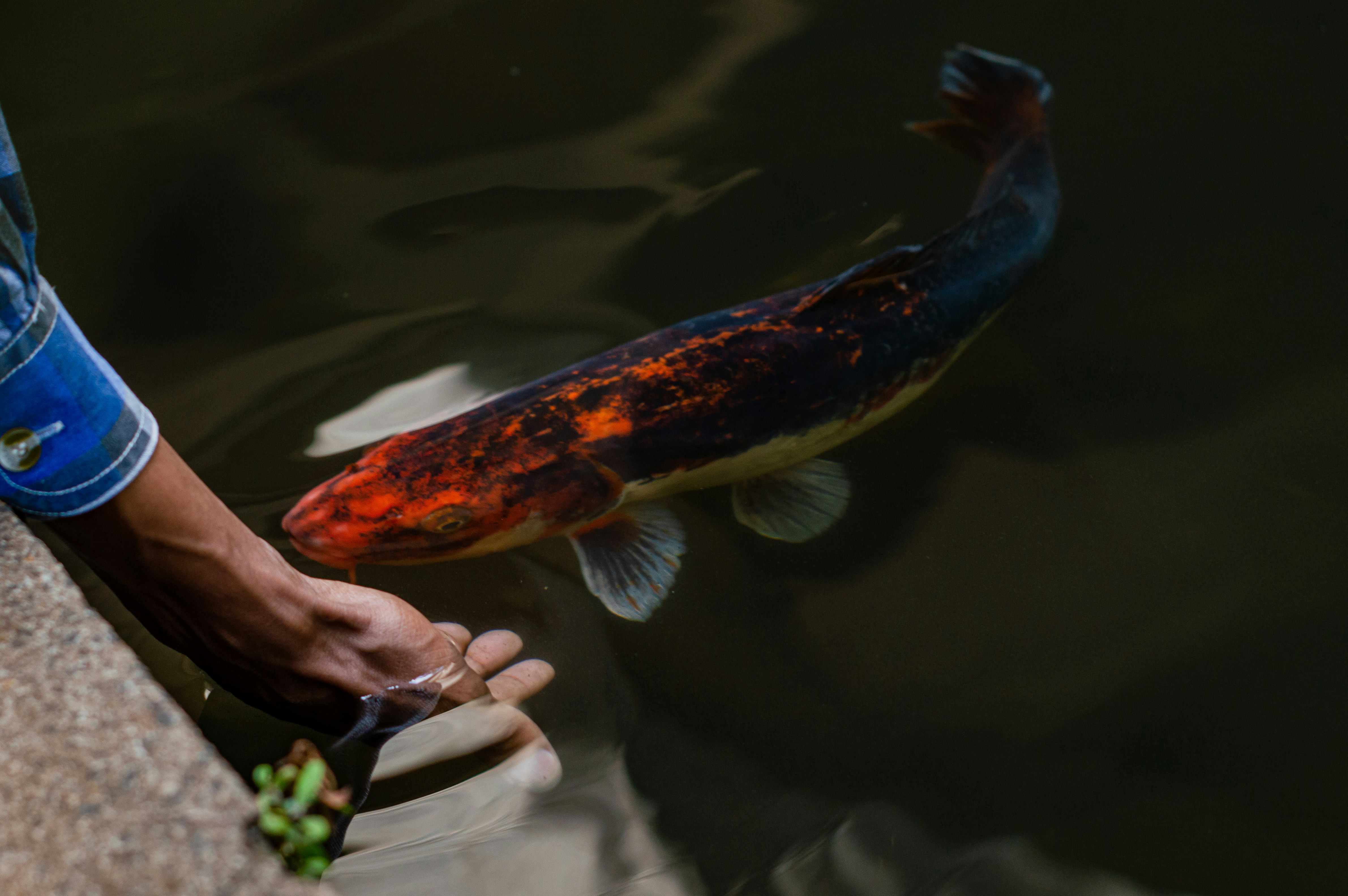 Underwater Ember: A Koi Glides Toward a Gentle Gesture