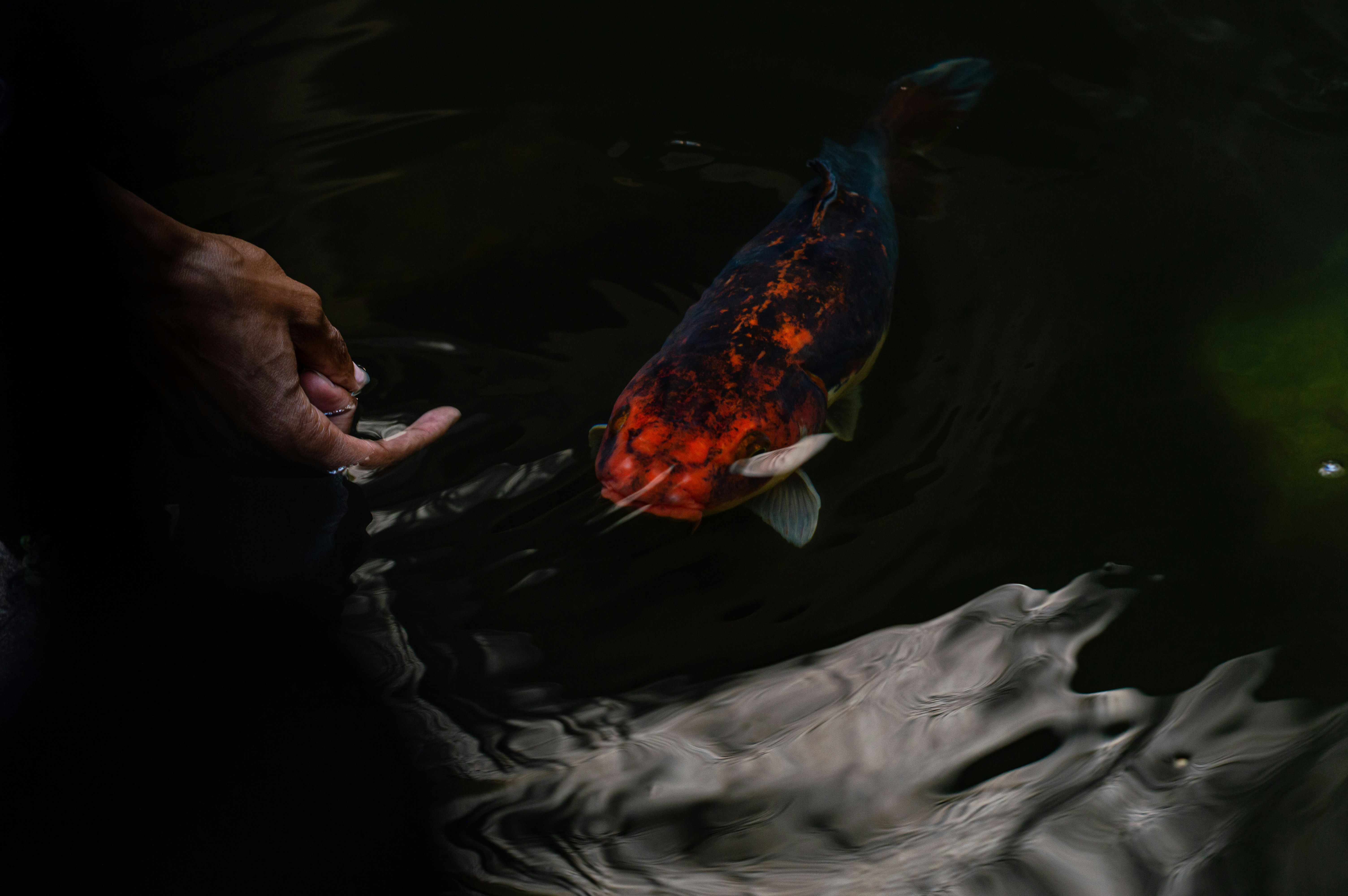 Ember-Scaled Koi Drifting Through Velvet Pond Shadows