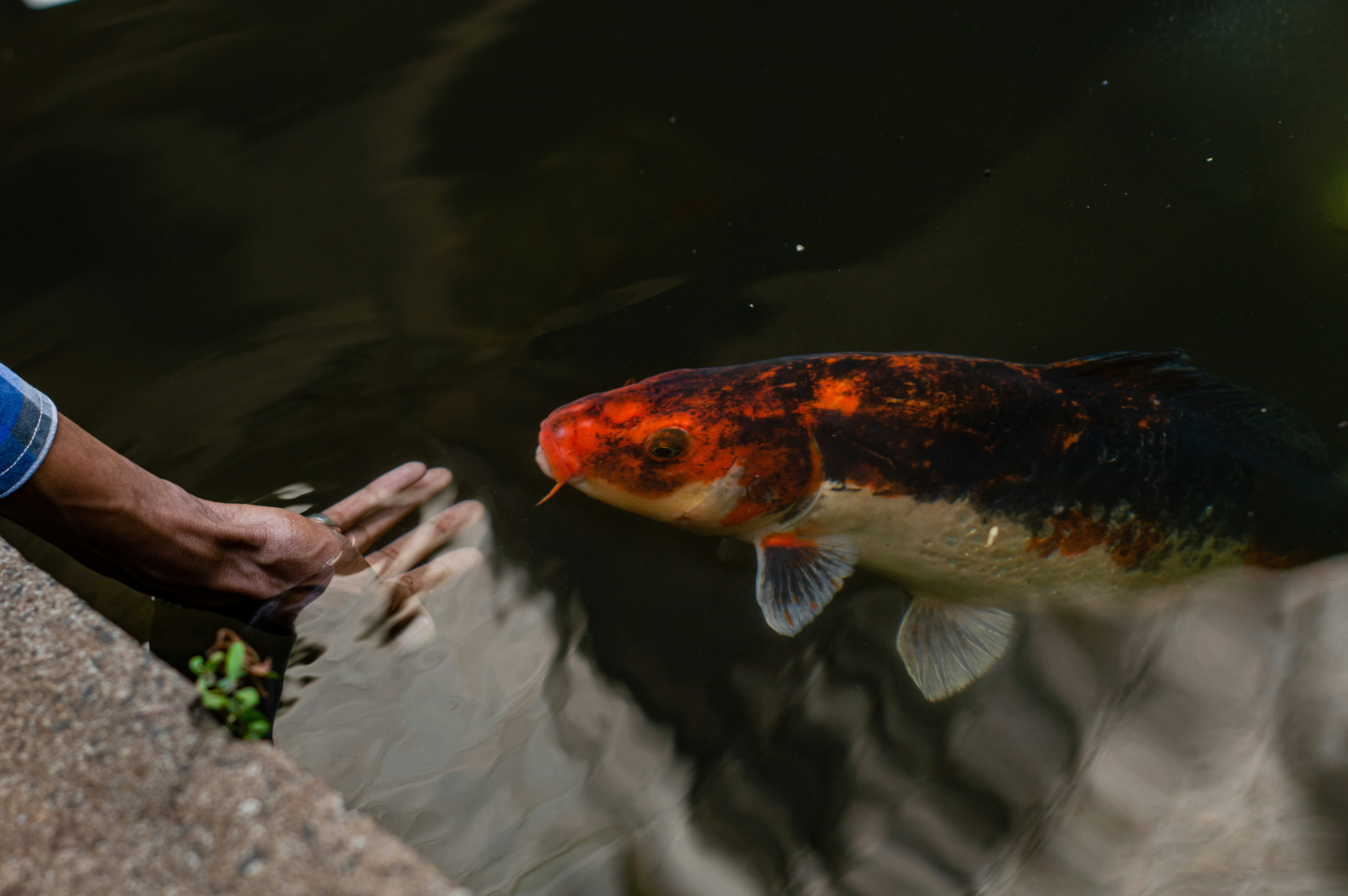 A man reaching for a fish in a pond photo – Free Animal Image on Unsplash