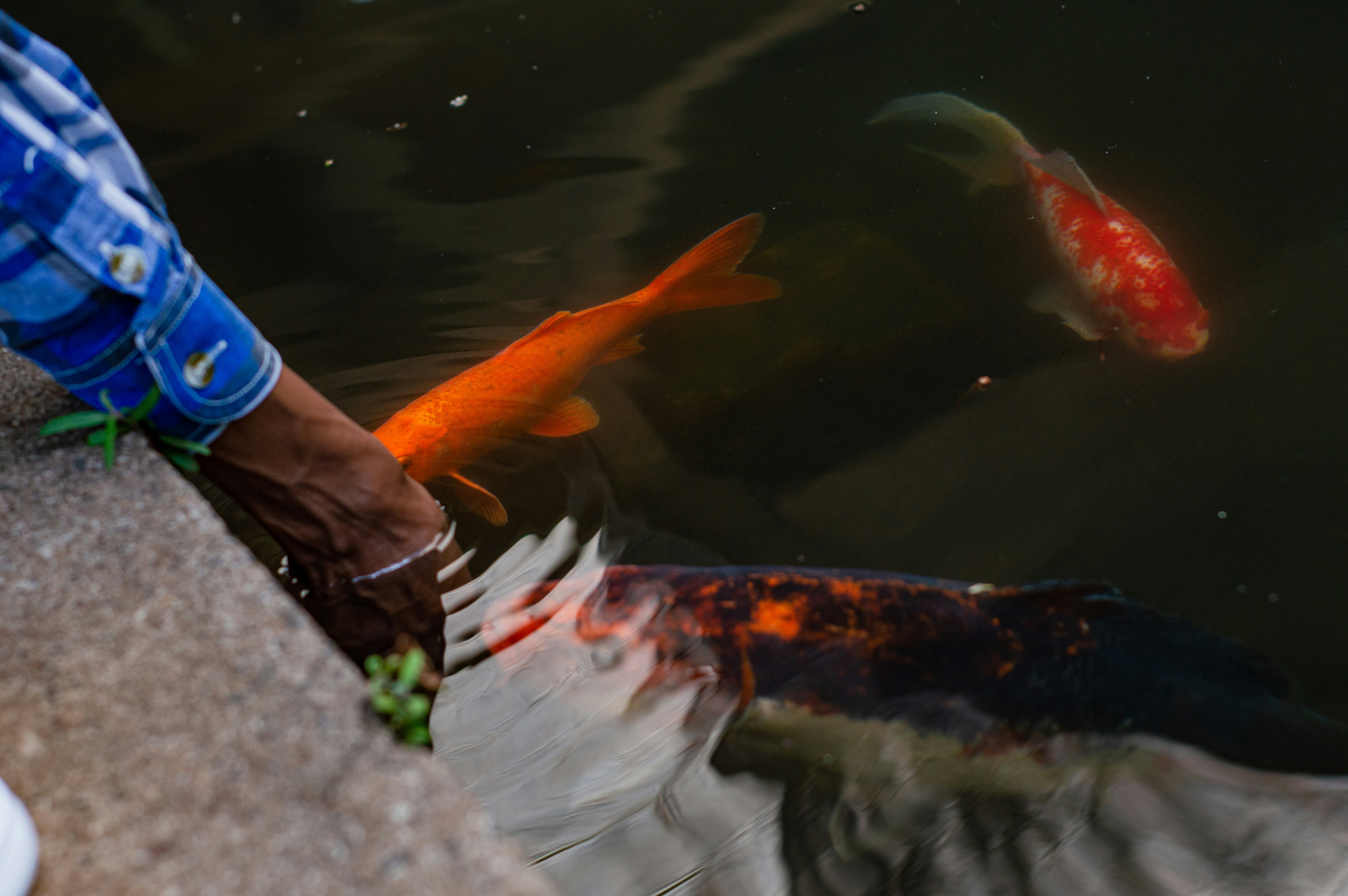 A Hand Feeds a Luminous Orange Koi Along a Concrete Pond Edge