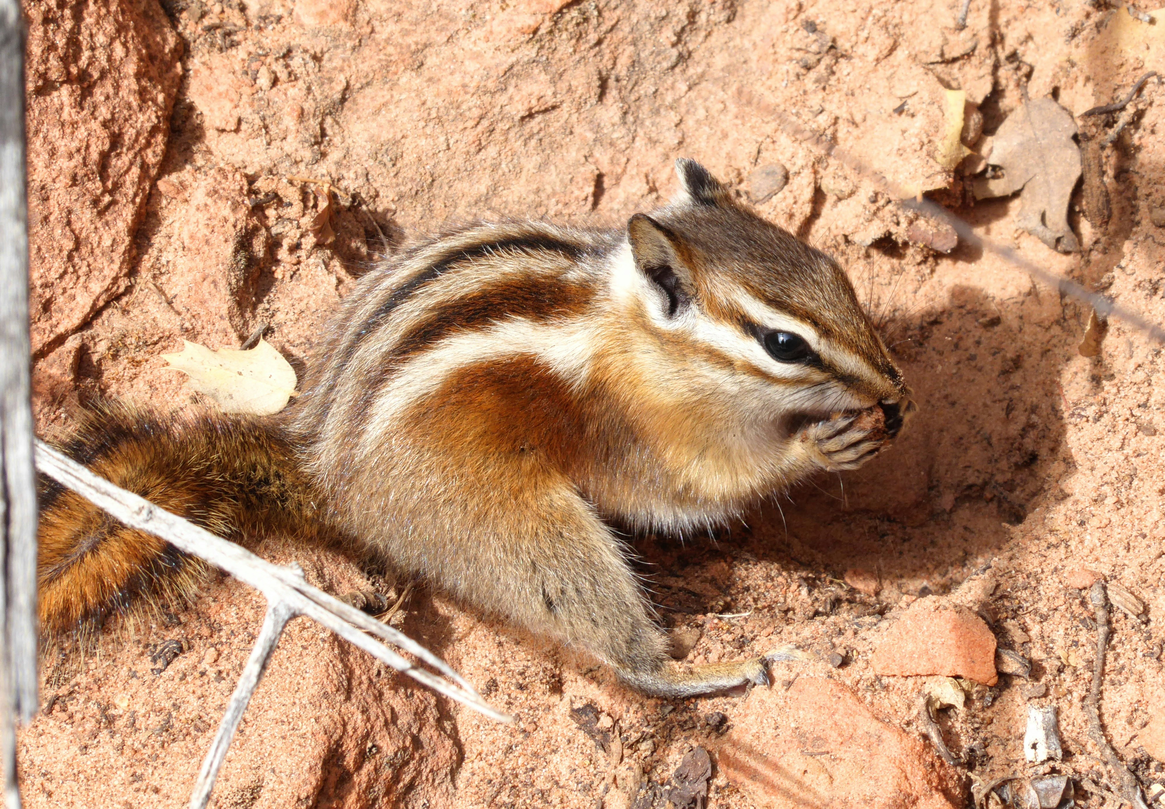 Chipmunk at the Clay Bank: Stripes and a Wary Pause in Sunlight