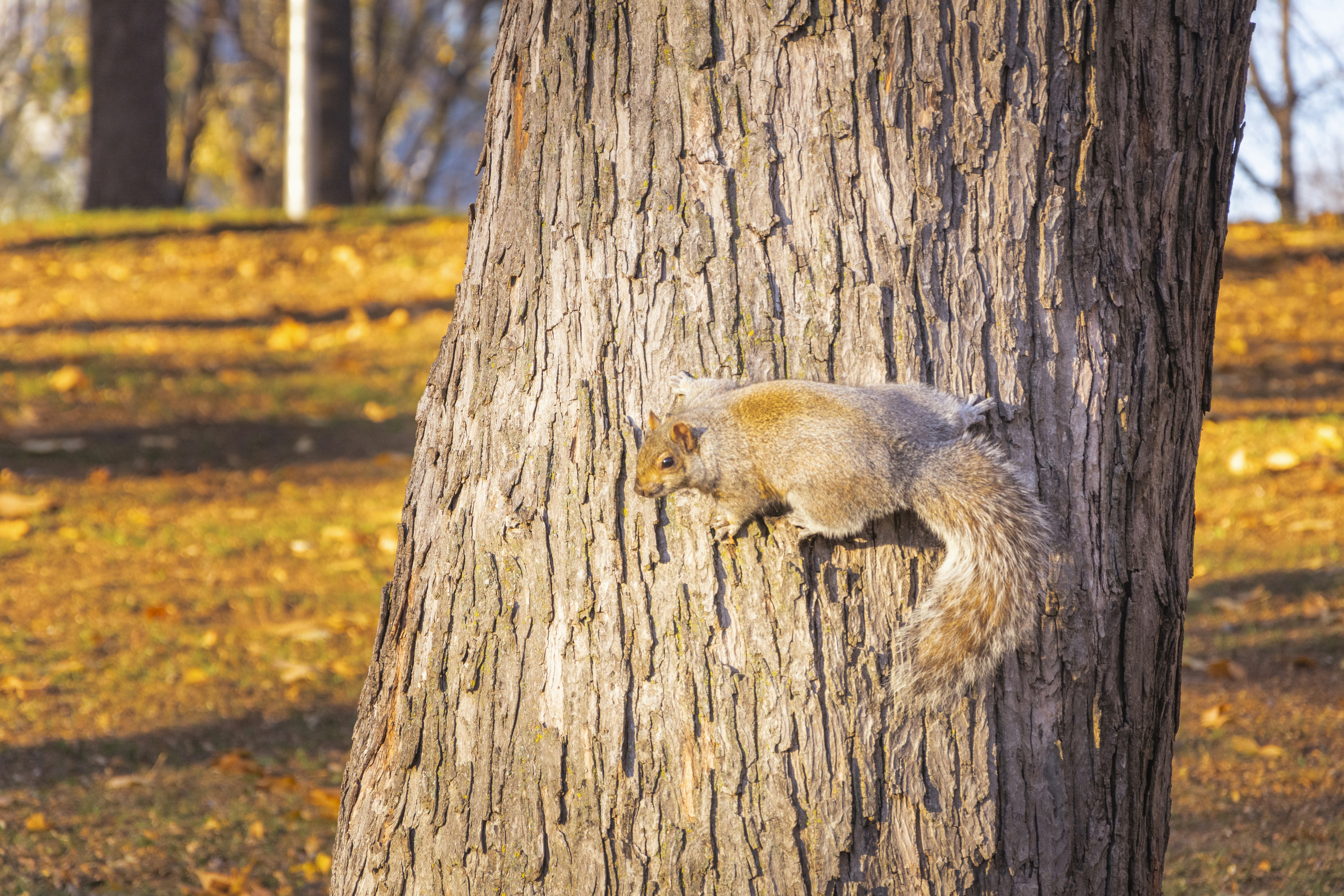 A squirrel climbing up the side of a tree photo – Free Parc la fontaine ...