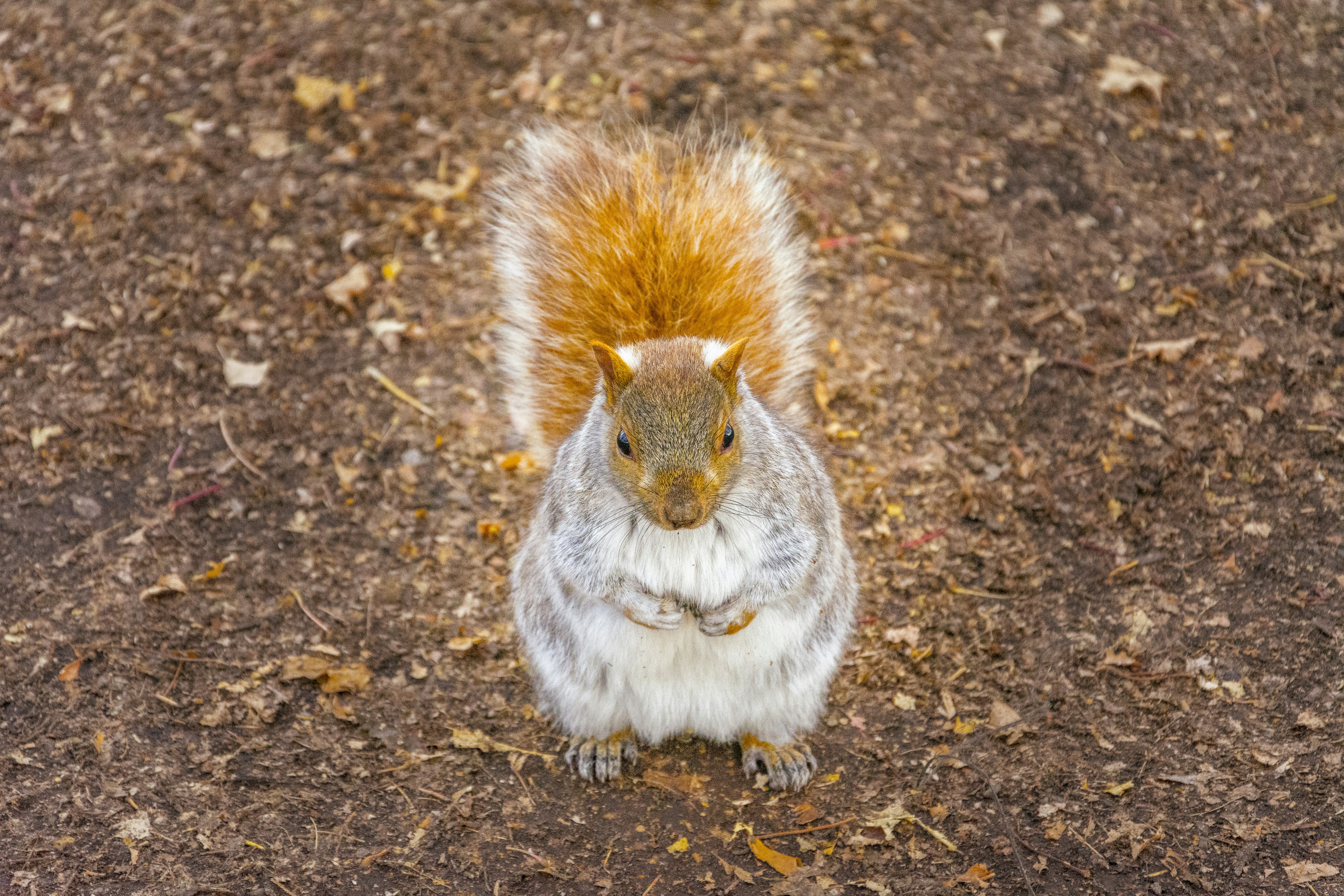 Squirrel sitting on leaf-strewn ground gazing directly at the camera.