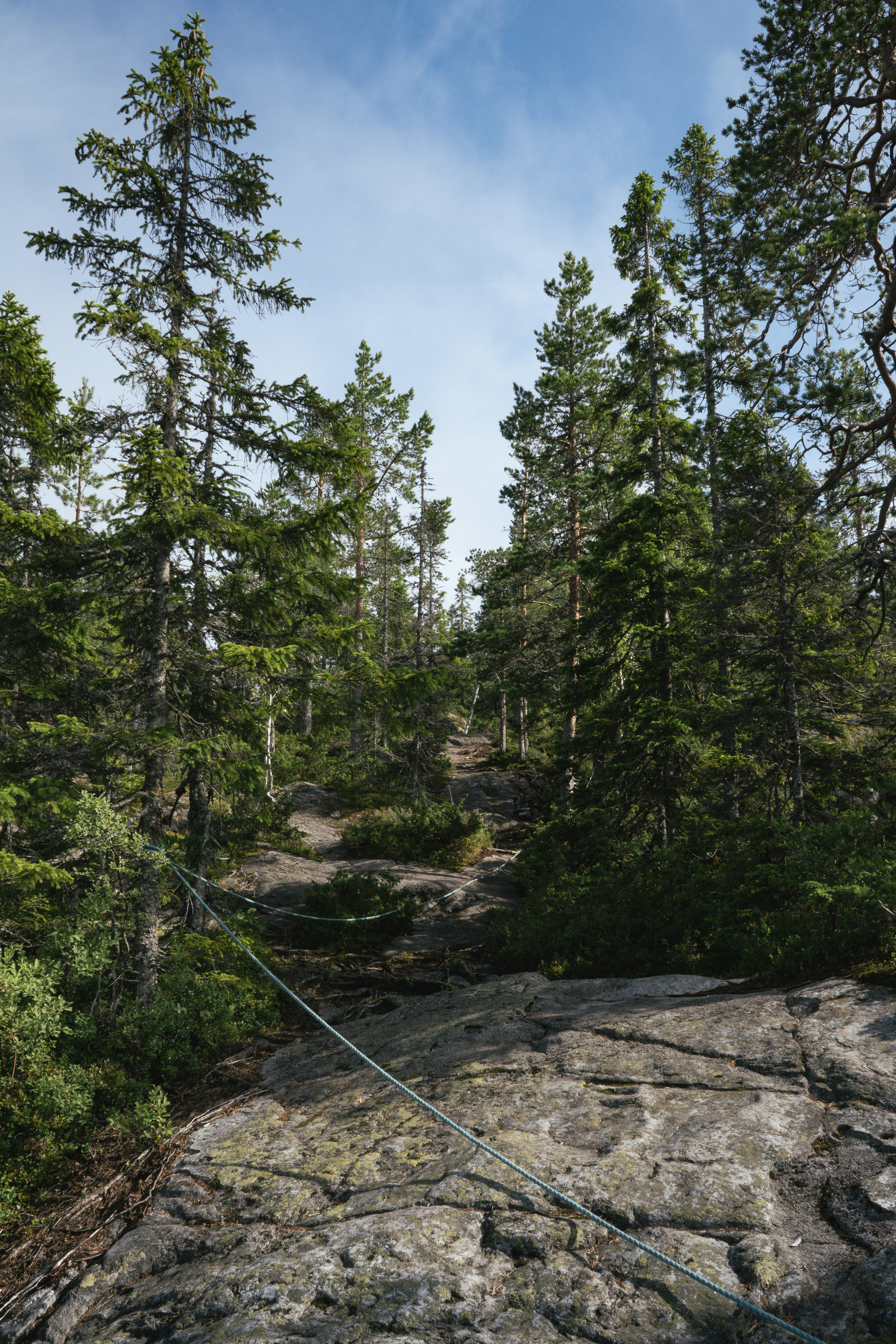 Granite Trail Through a Pine Corridor Beneath a Bright Sky