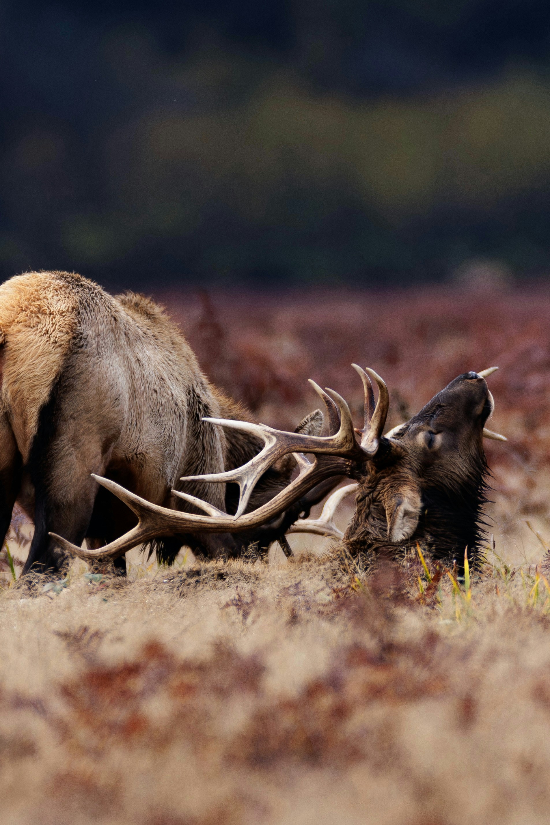 A large bull with antlers standing in a field photo – Free Animal Image ...